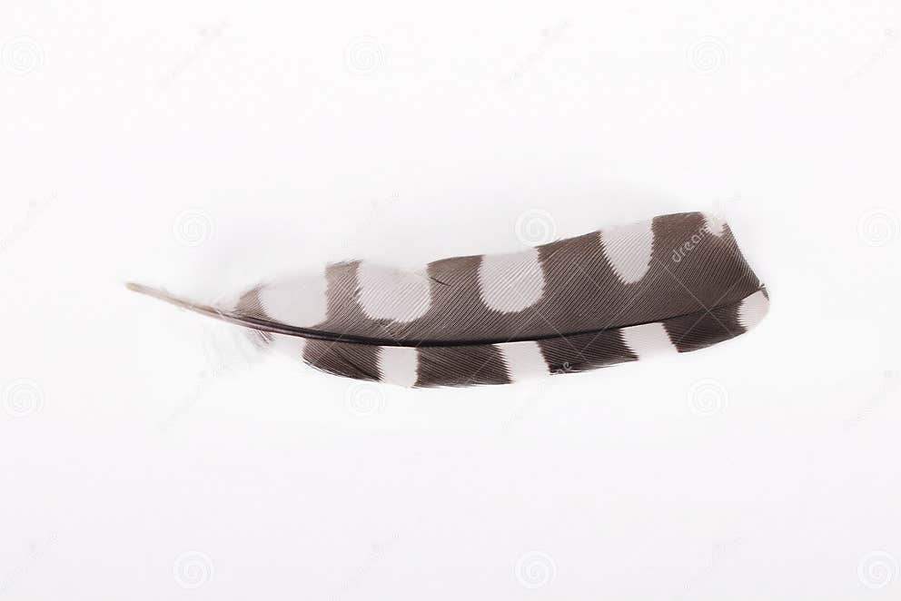 Woodpecker Feather on White Stock Image - Image of bird, woodpecker ...