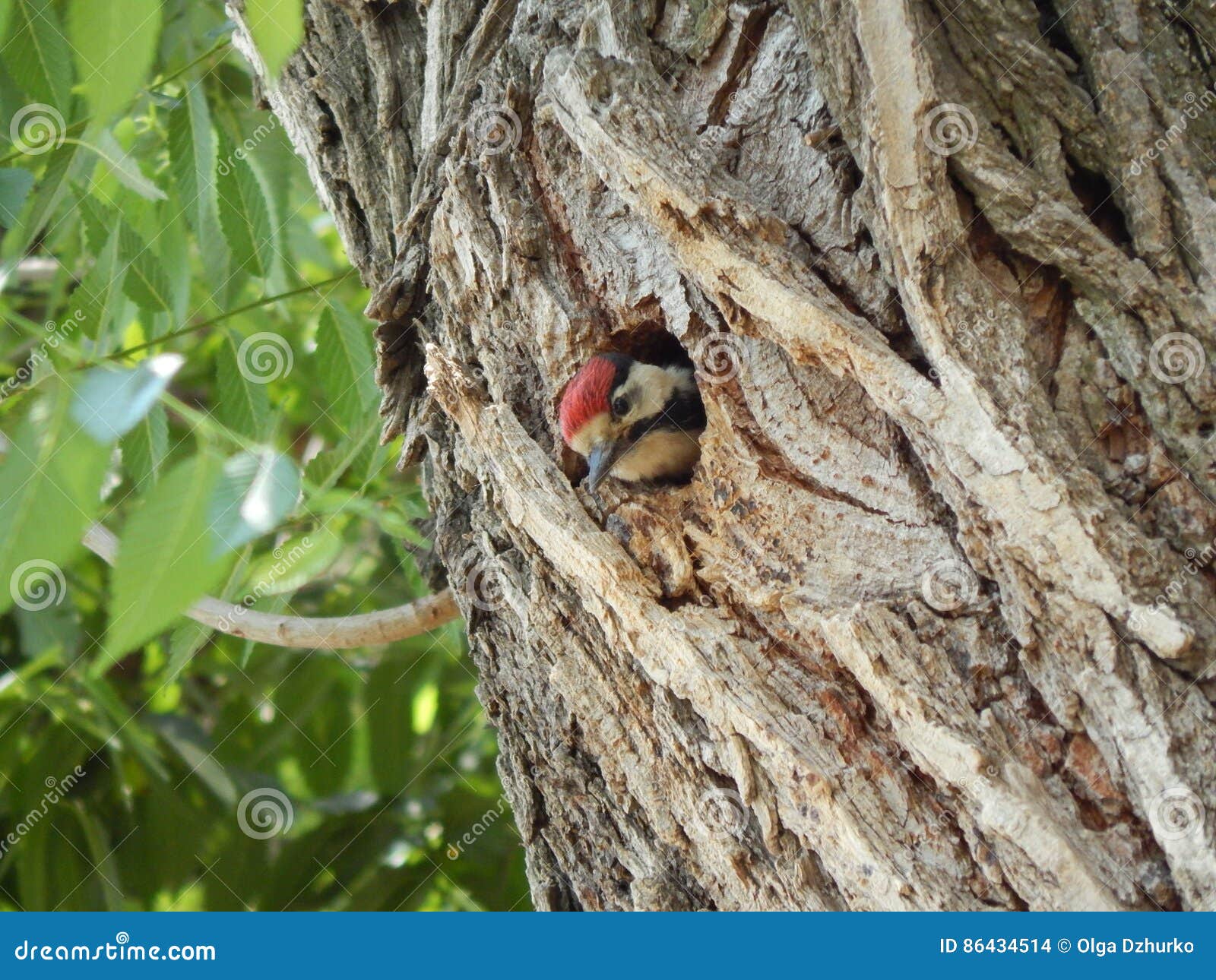 The Woodpecker in the Hollow. Stock Photo - Image of woodpecker, green ...