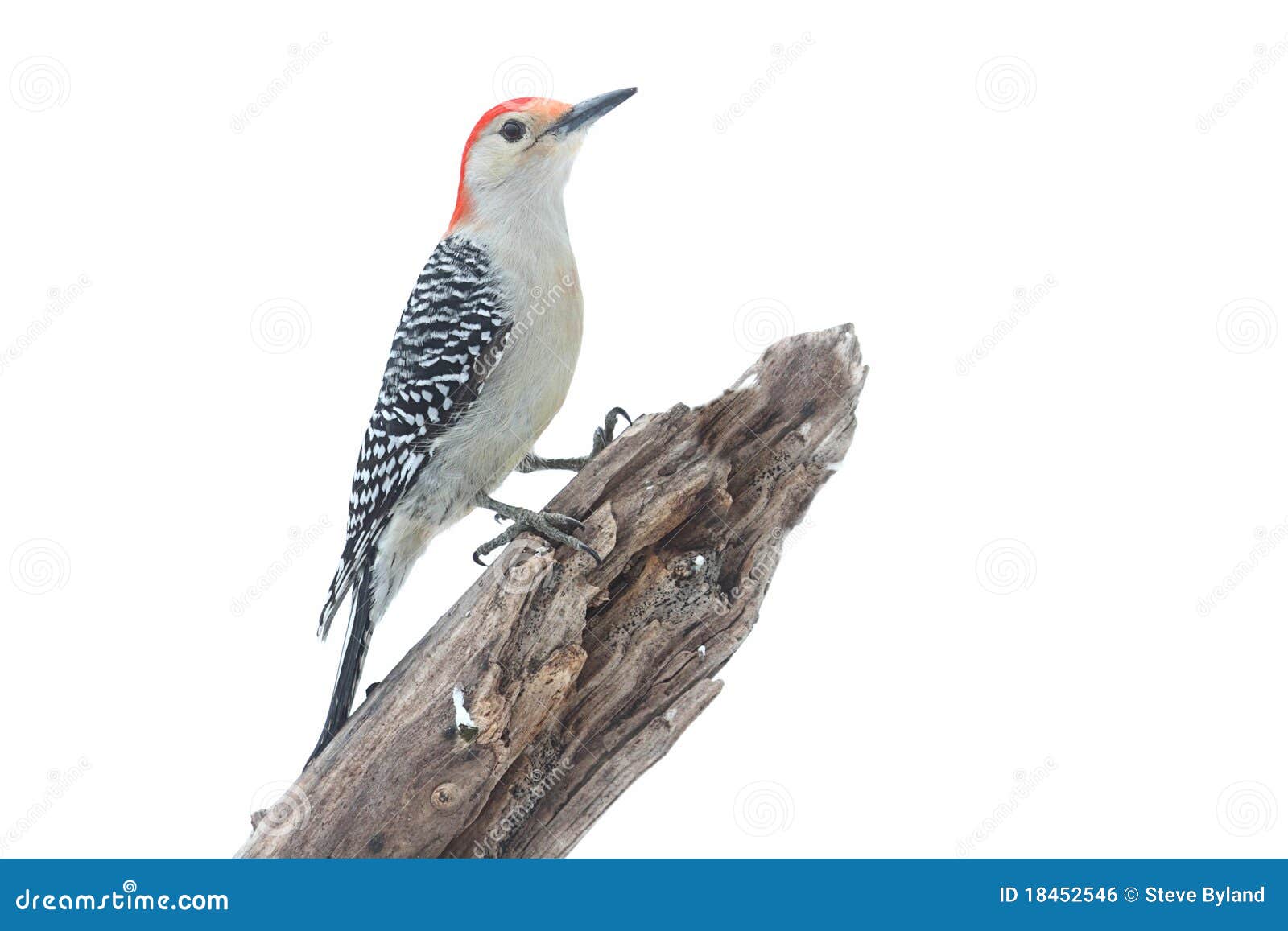 Woodpecker Isolated on a Branch Stock Photo - Image of wildlife, fauna ...