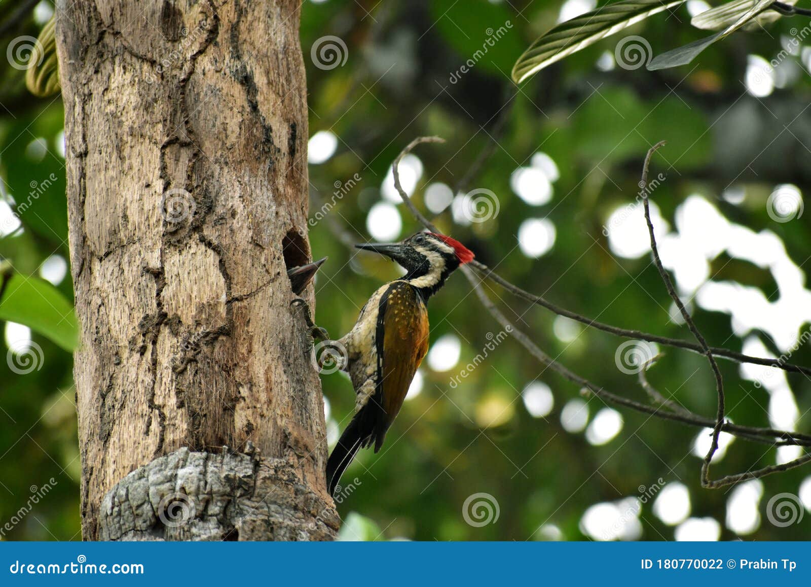 Black-rumped Flameback Woodpecker Stock Photo - Image of fantasy ...