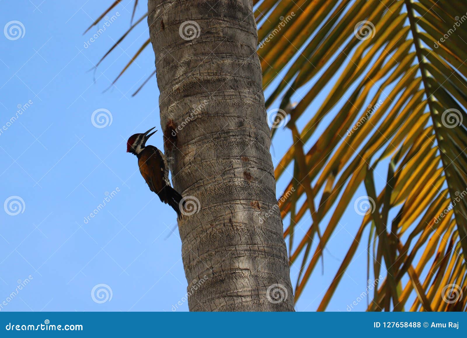 Woodpecker Pecking a Tree, Woodpecker Bird Stock Photo - Image of ...