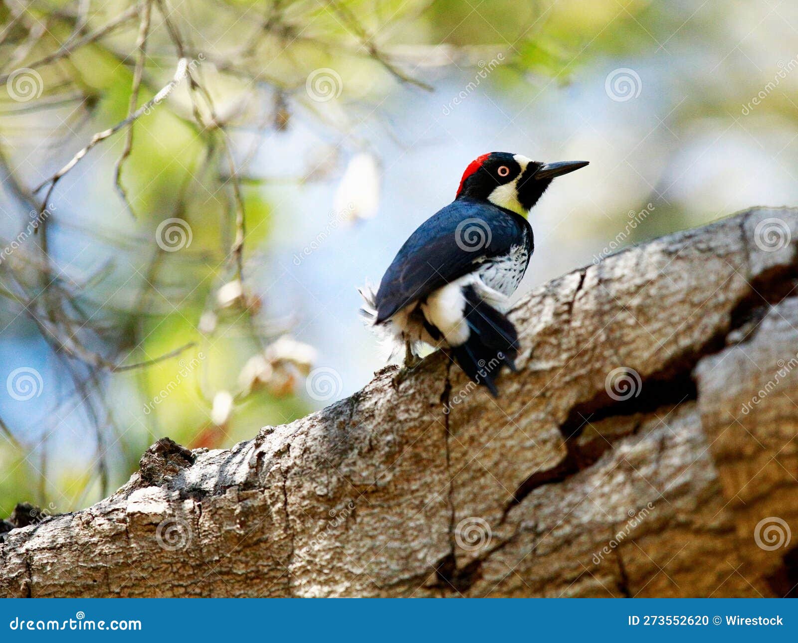 Woodpecker Perched on a Tree Branch. Stock Photo - Image of bill ...