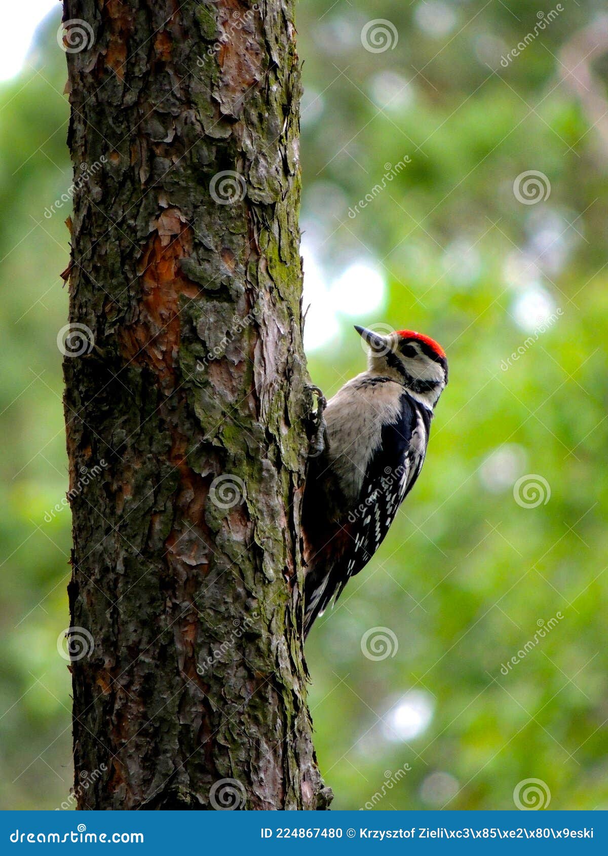A Woodpecker Tapping Its Beak on a Tree. Stock Photo - Image of nature ...