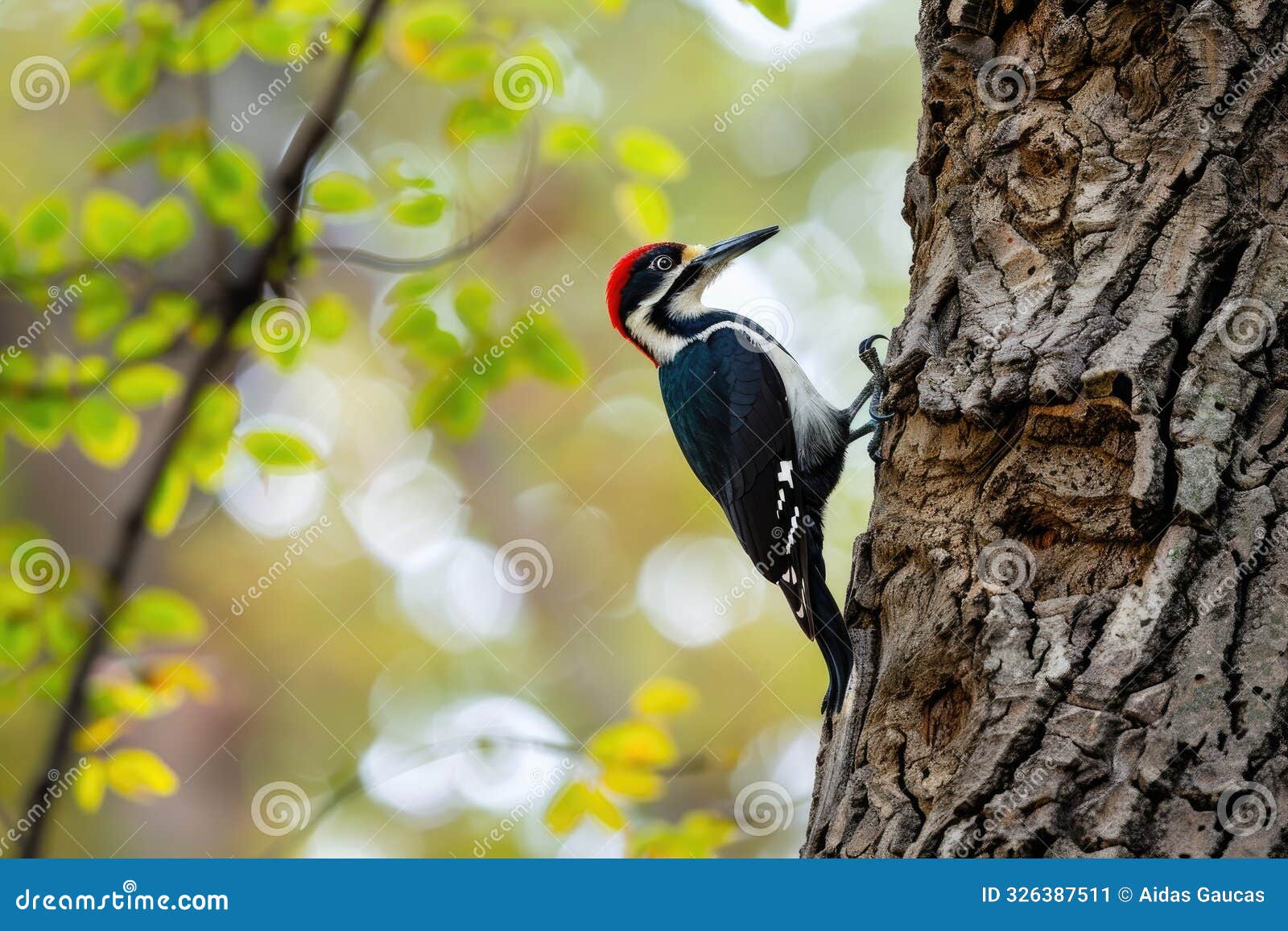 Woodpecker Tapping Tree Trunk For Insects Royalty-Free Stock Photo ...