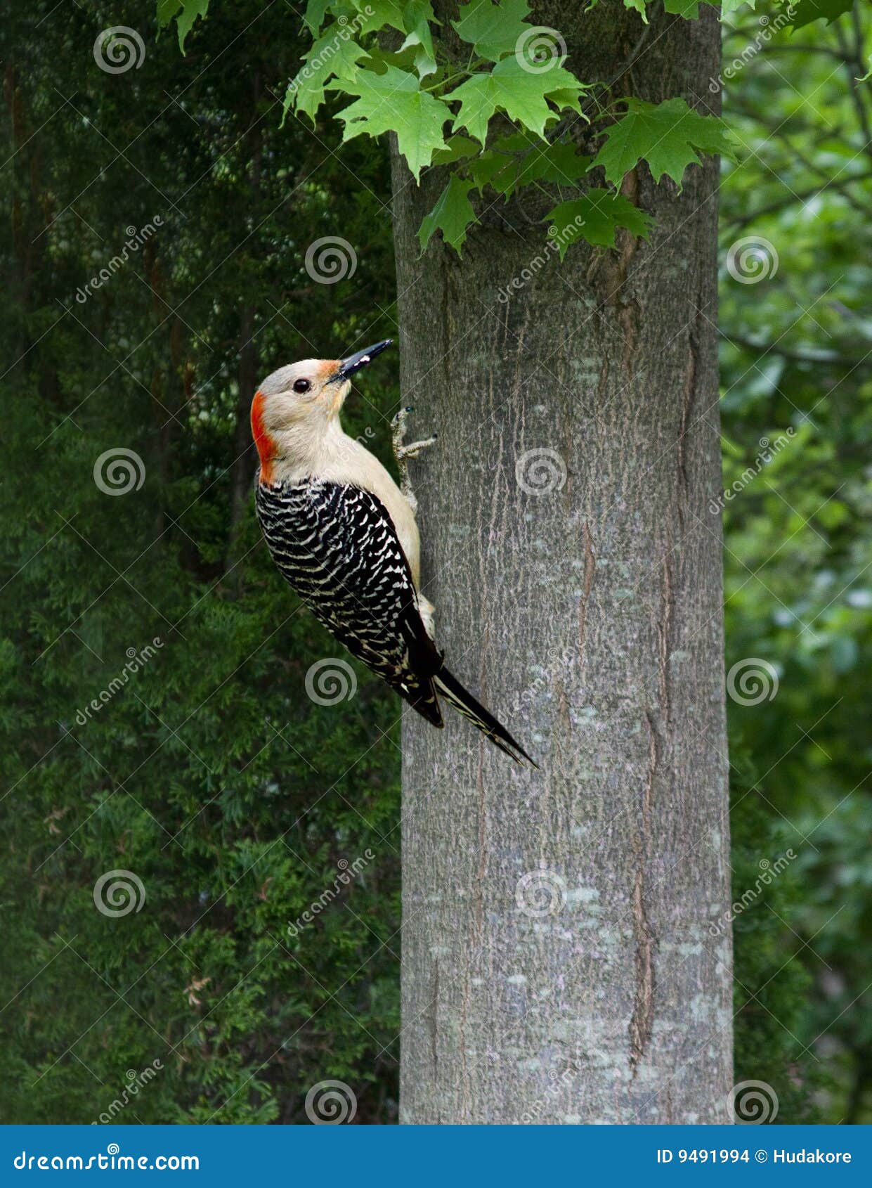 Woodpecker on a Tree stock photo. Image of peck, nature - 9491994