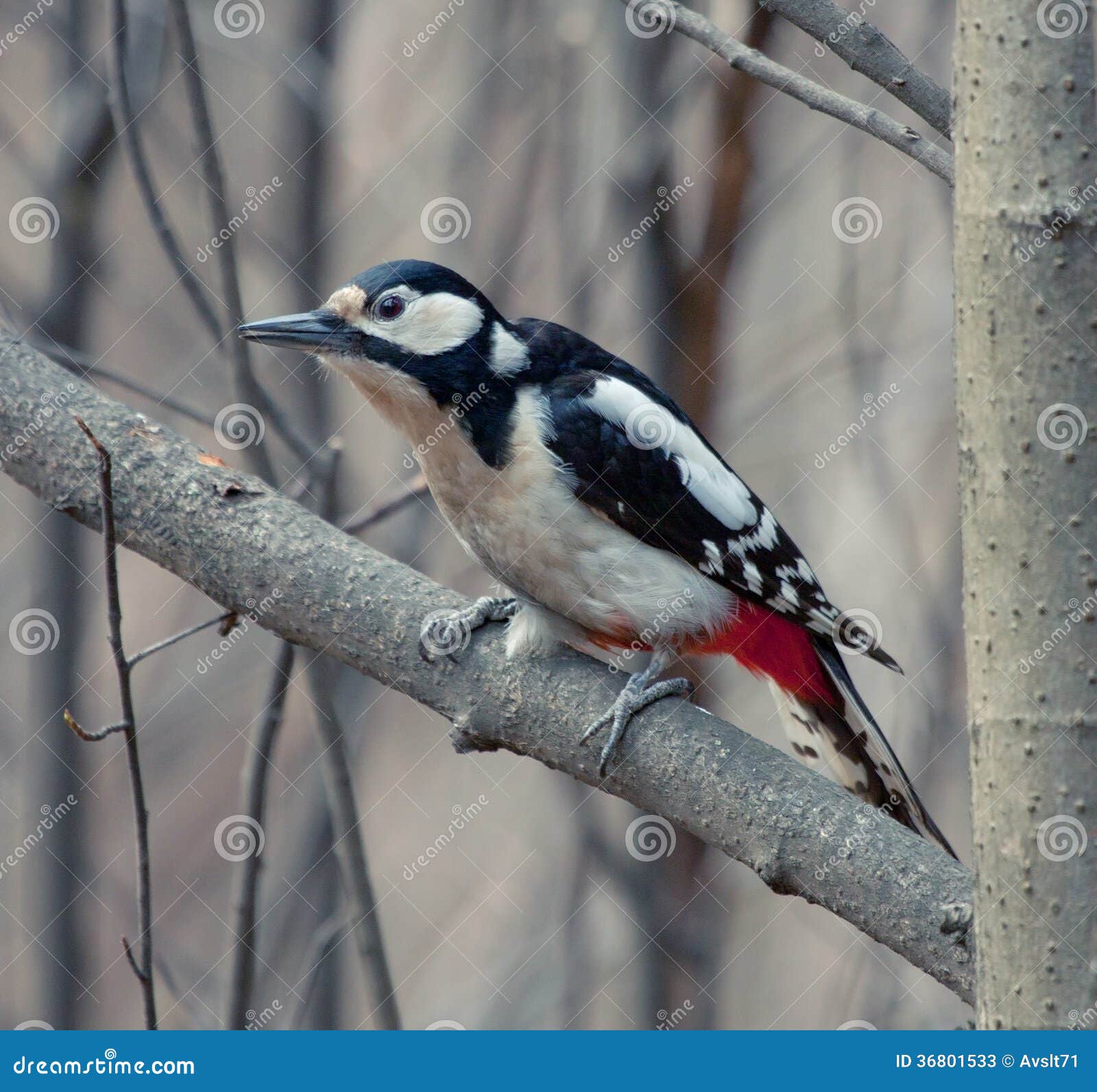 Woodpecker on the tree stock image. Image of forest, ornithology - 36801533