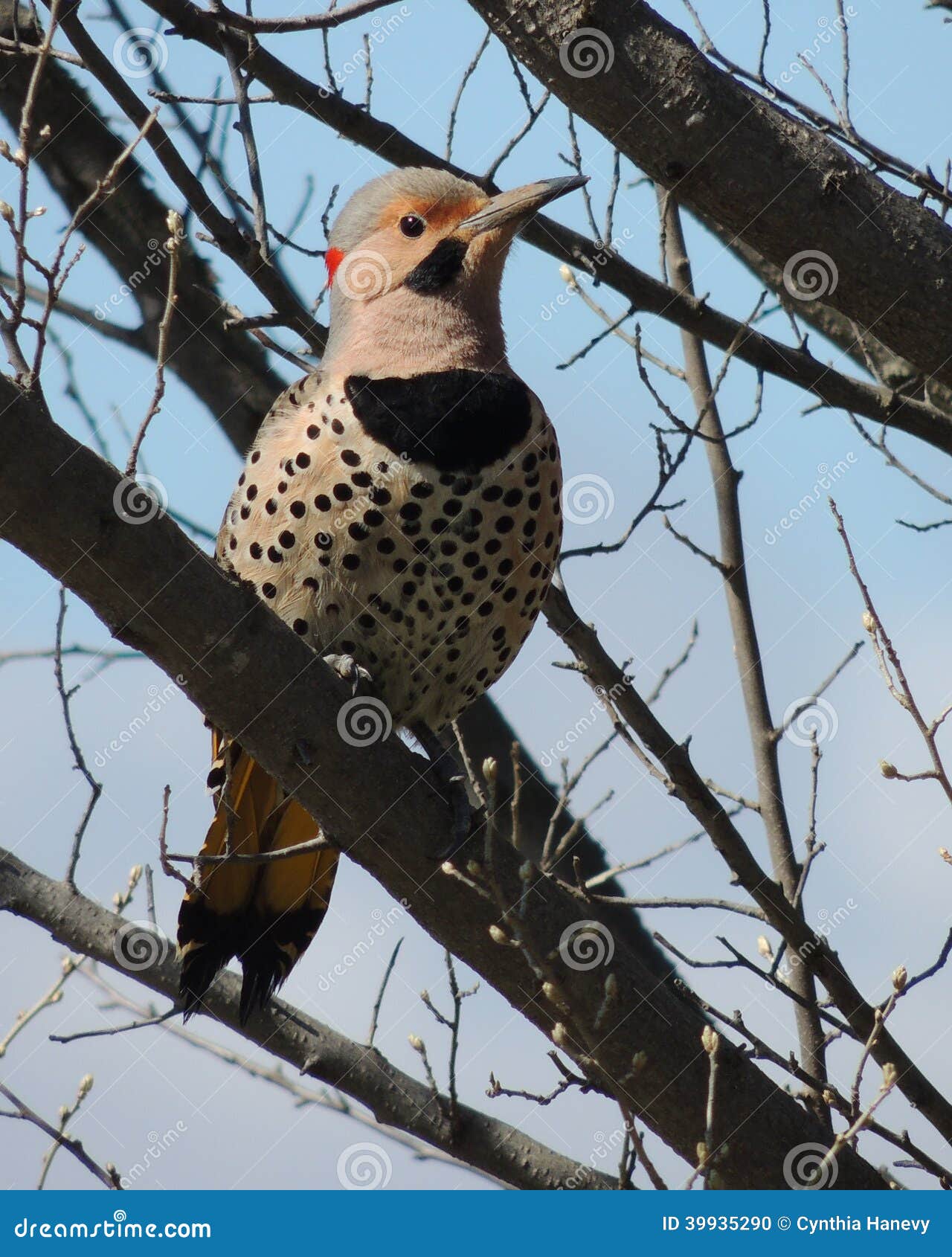Yellow Shafted Flicker Colaptes Auratus, On The Ground Hunting Grubs ...