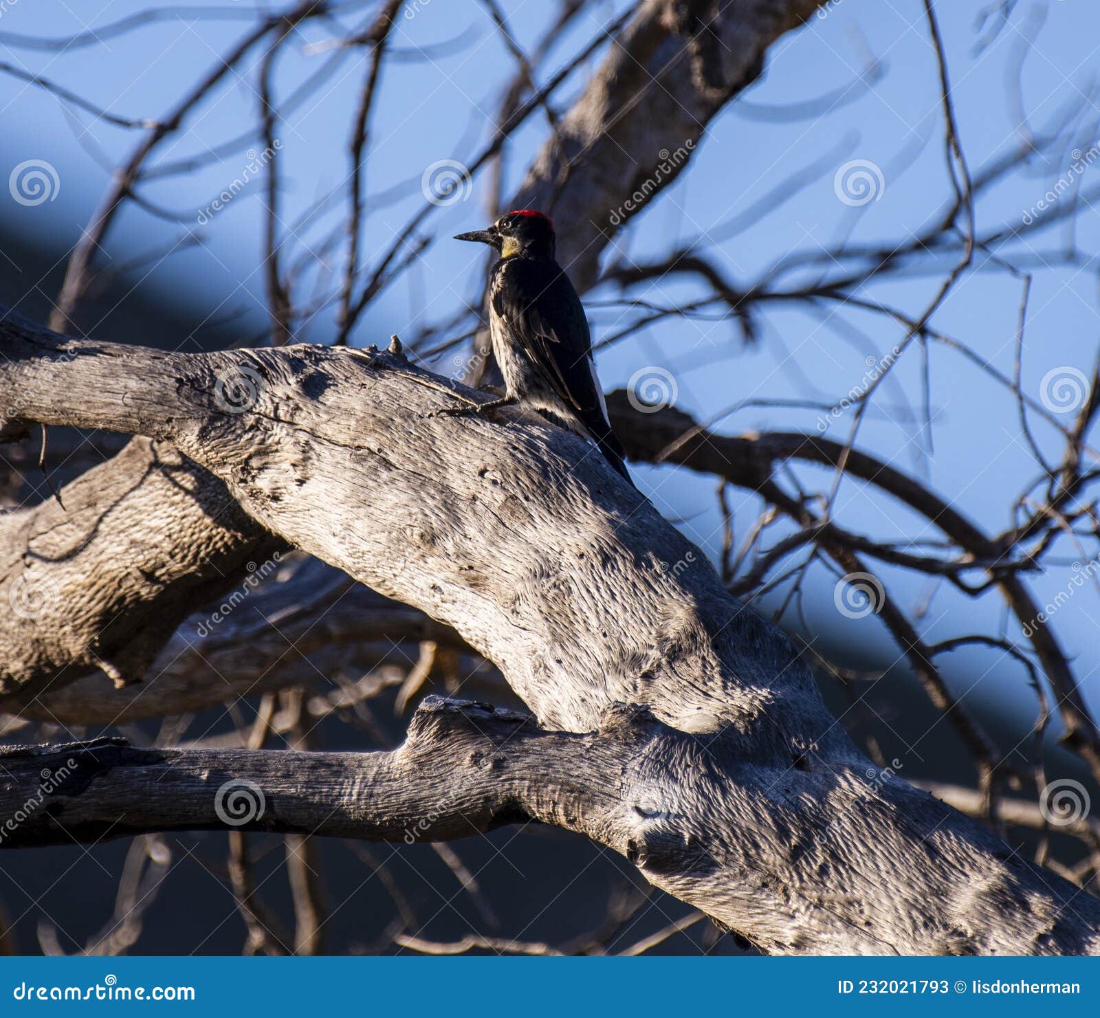 Woodpecker on a tree stock image. Image of twig, leaf - 232021793