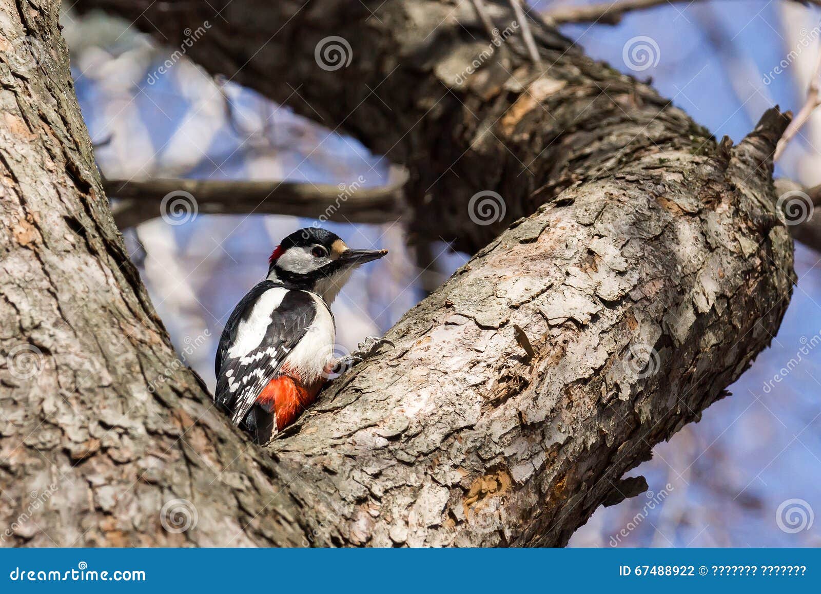 Woodpecker on a tree stock photo. Image of tail, peru - 67488922