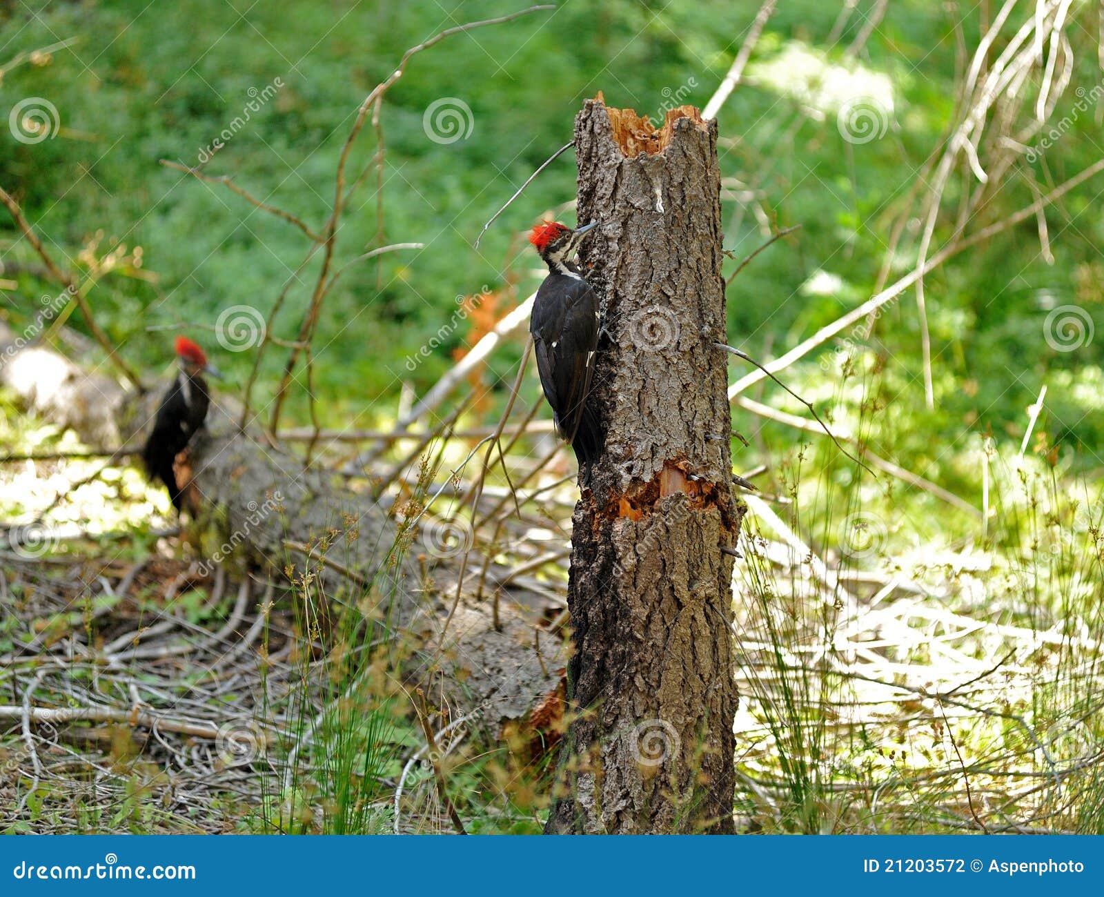 Woodpeckers eating stock photo. Image of vacation, avian - 21203572