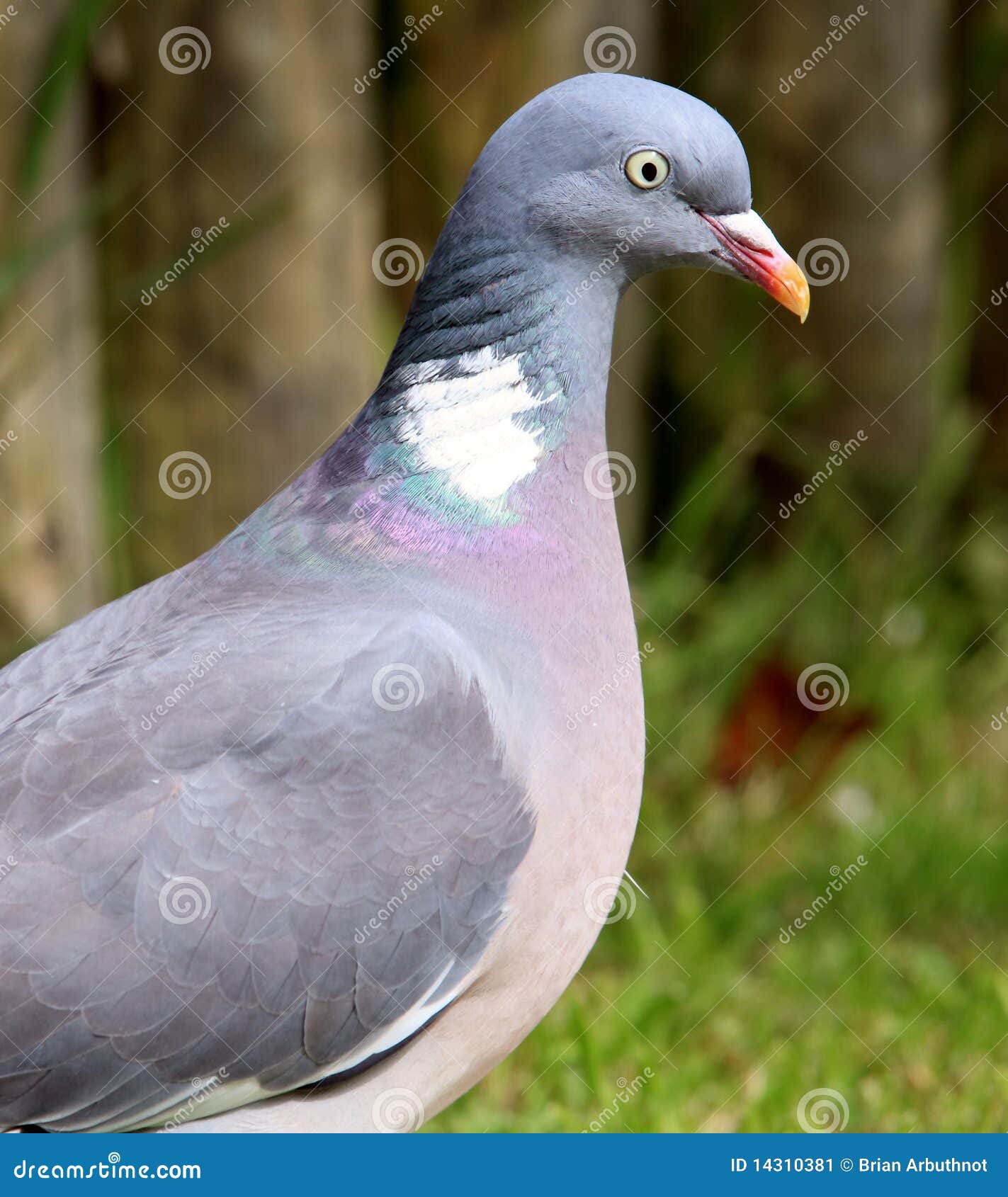 Woodpidgeon. stock image. Image of pidgeon, birds, profile - 14310381
