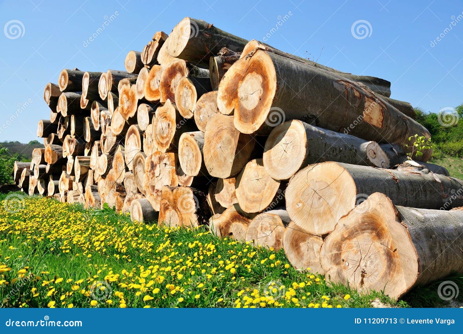 Woodpile. stock image. Image of green, forest, blue, trunk - 11209713