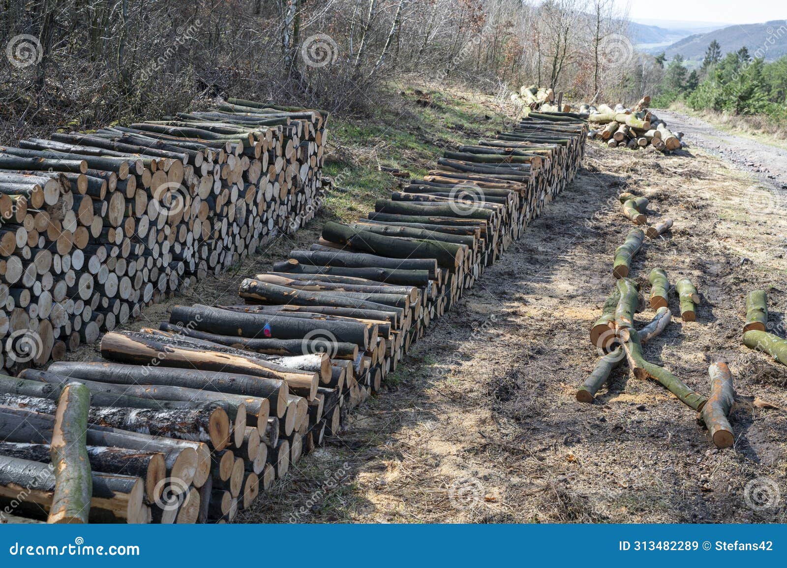 A Woodpile of Chopped Lumber in the Forest. a Big Pile of Cut Down ...