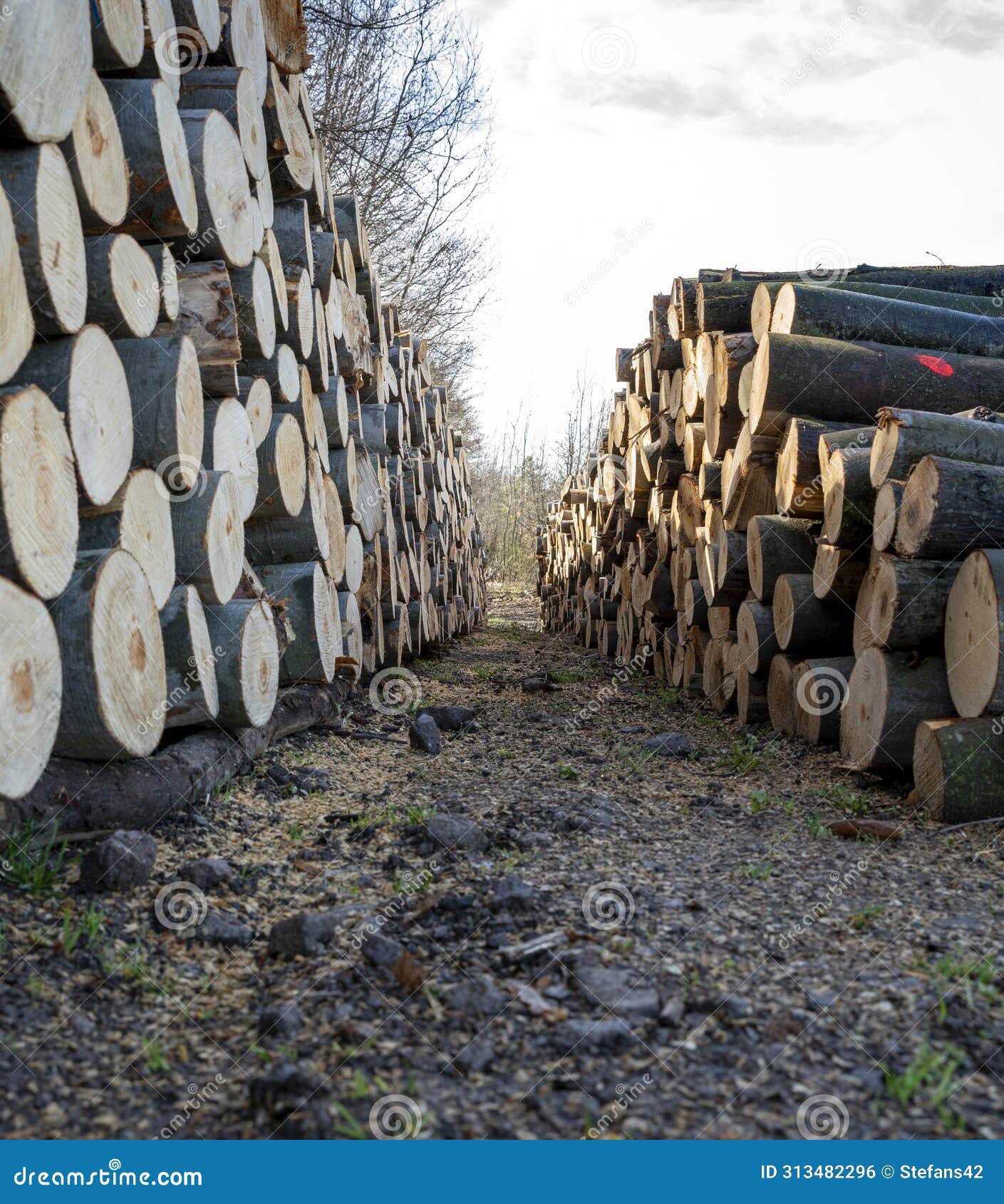 A Woodpile of Chopped Lumber in the Forest. a Big Pile of Cut Down ...