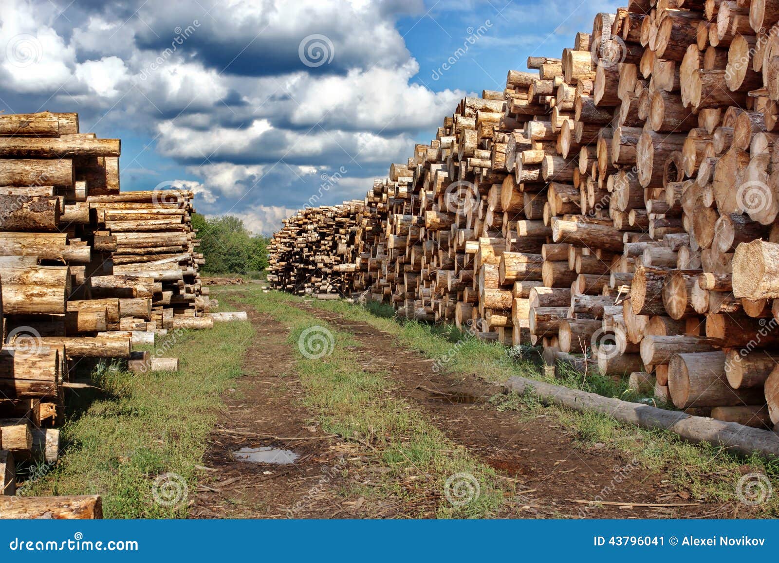 Woodpile of cut Lumber stock image. Image of environment - 43796041