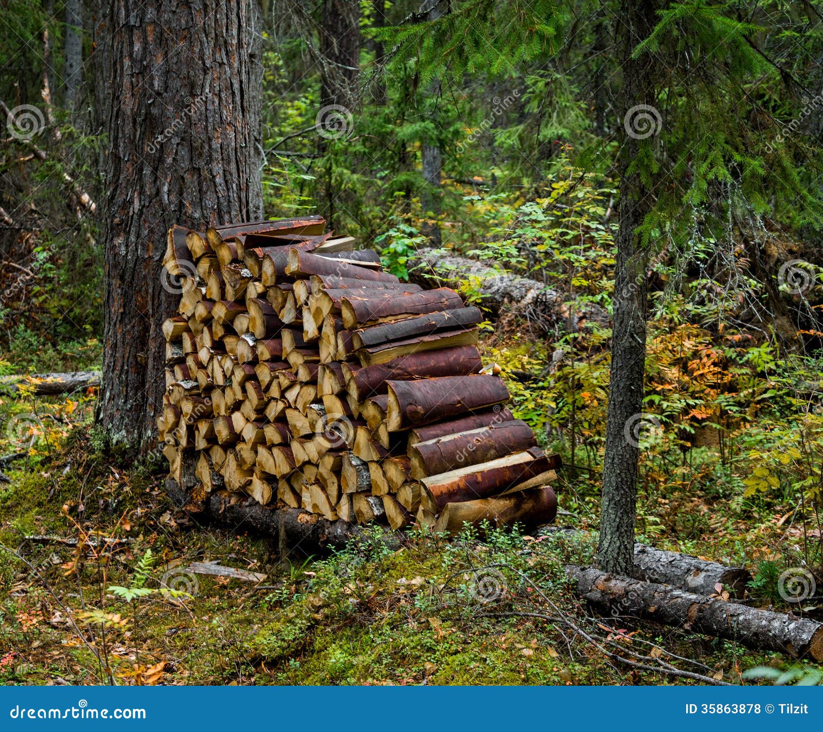 Woodpile stock photo. Image of chop, pechora, forest - 35863878