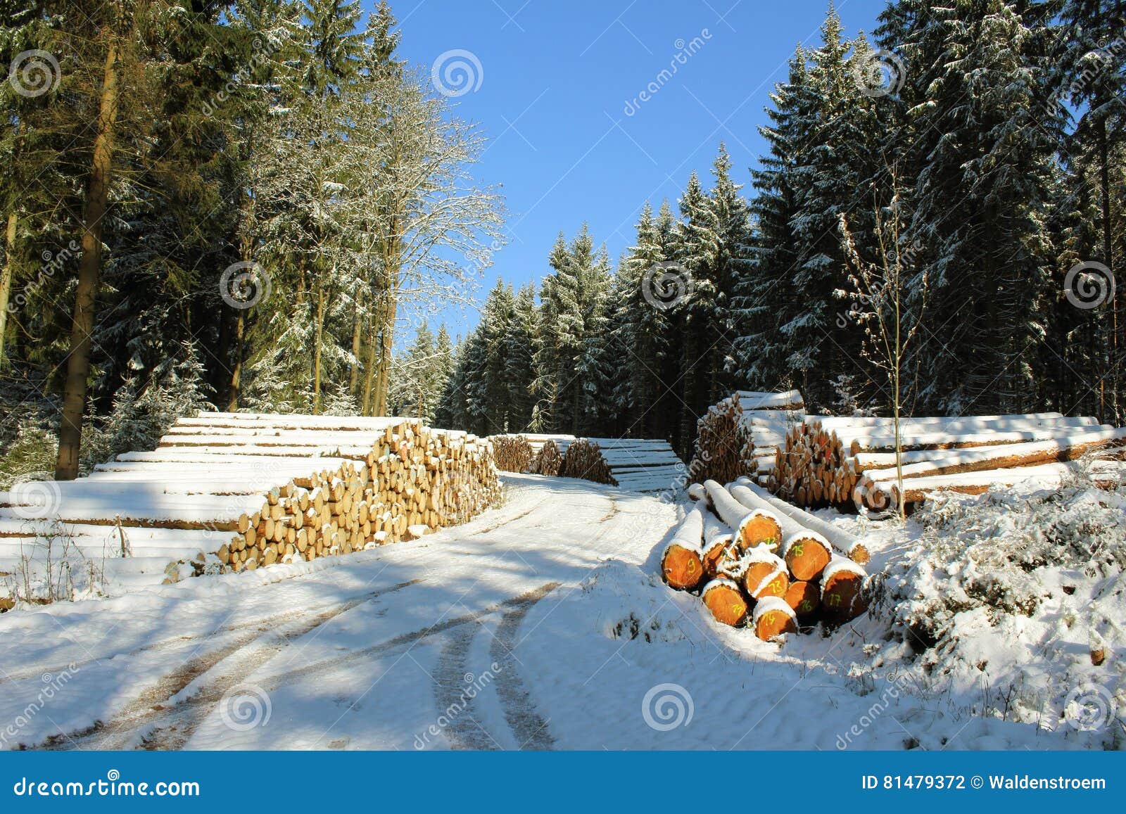 Woodpile in the Winter Forest with Snow Stock Photo - Image of lumber ...