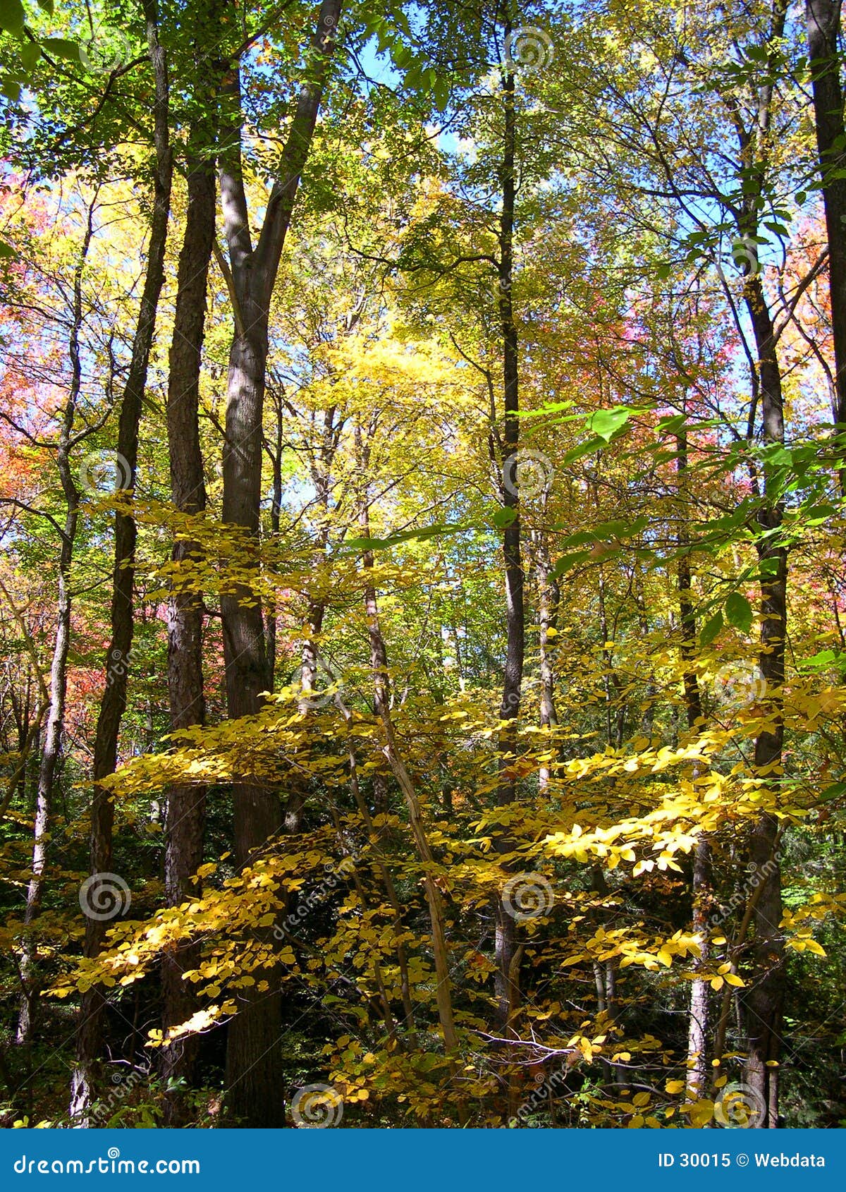 Woods stock image. Image of fall, forest, tree, solitude - 30015