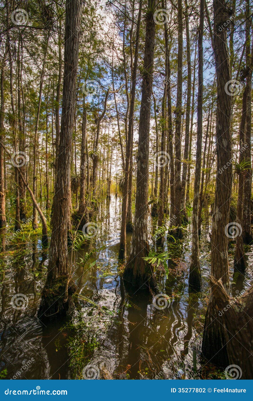 Woods of a Alligator Hole stock photo. Image of path - 35277802