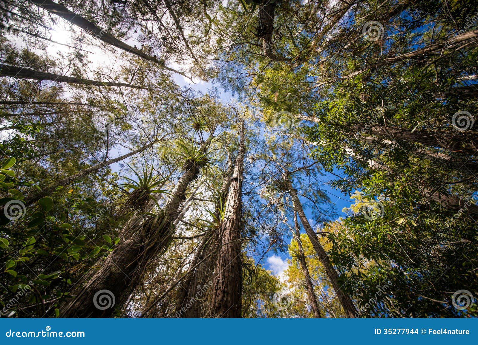 Woods of a Alligator Hole stock photo. Image of sunlight - 35277944