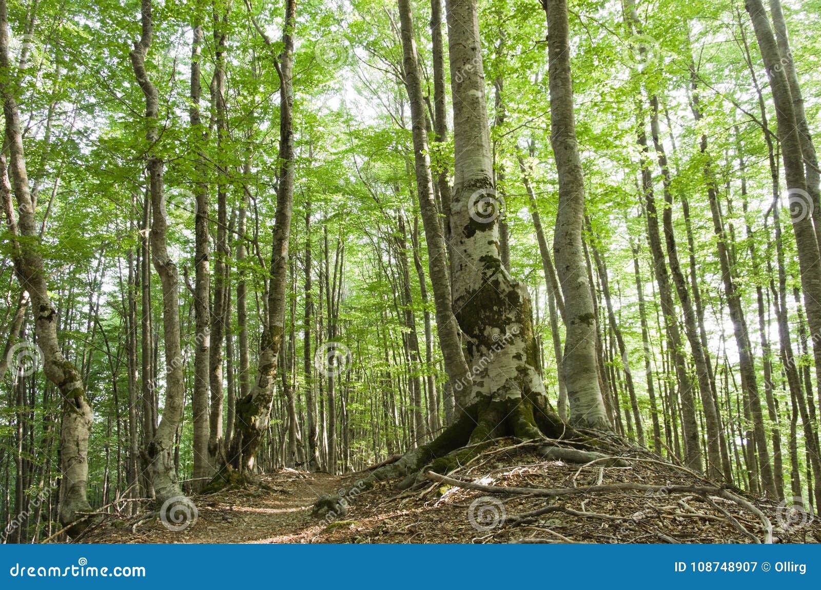 Beech Forest stock image. Image of shkodra, europe, theth - 108748907