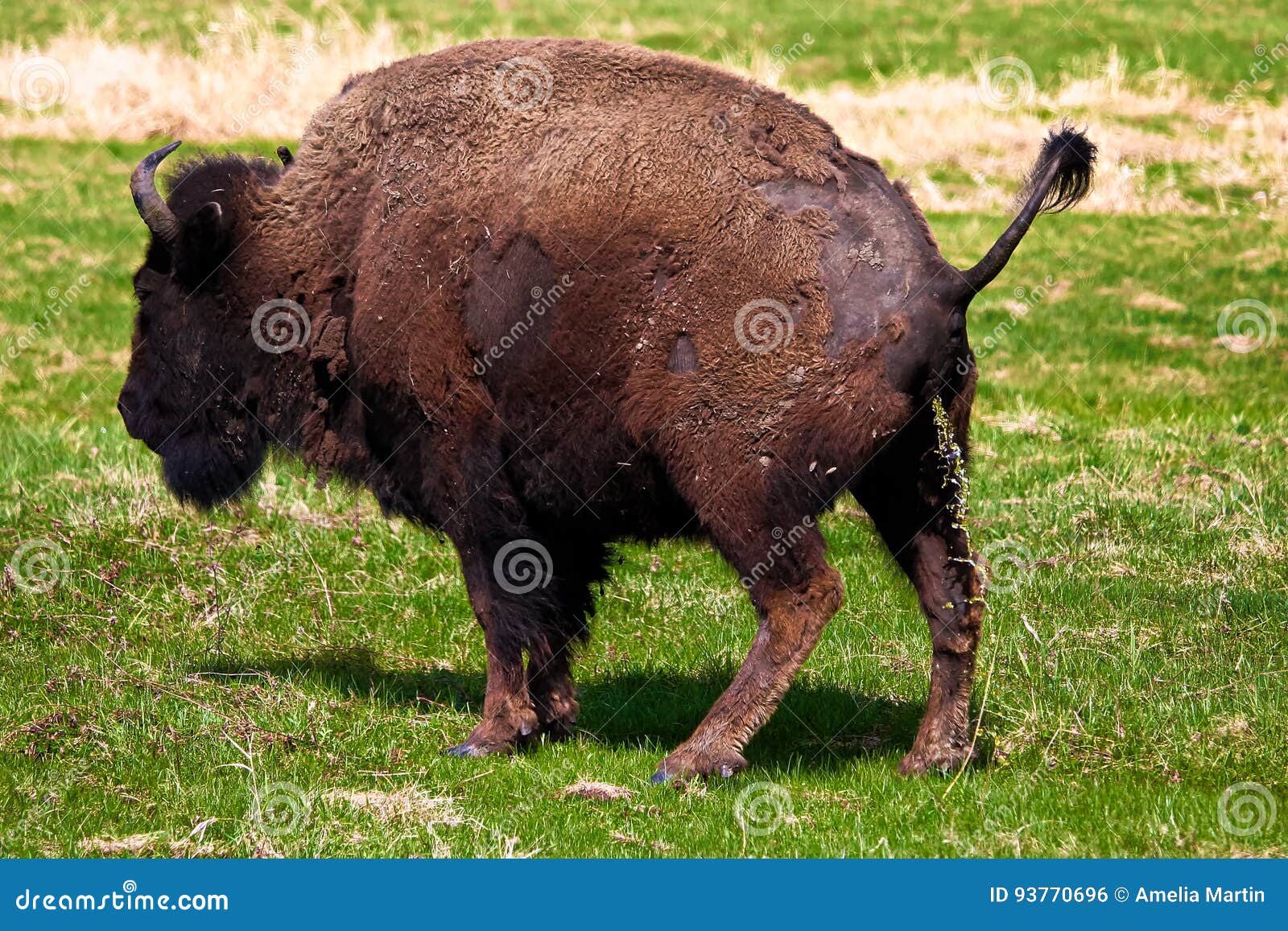 A woods bison having a pee stock photo. Image of buffalo - 93770696