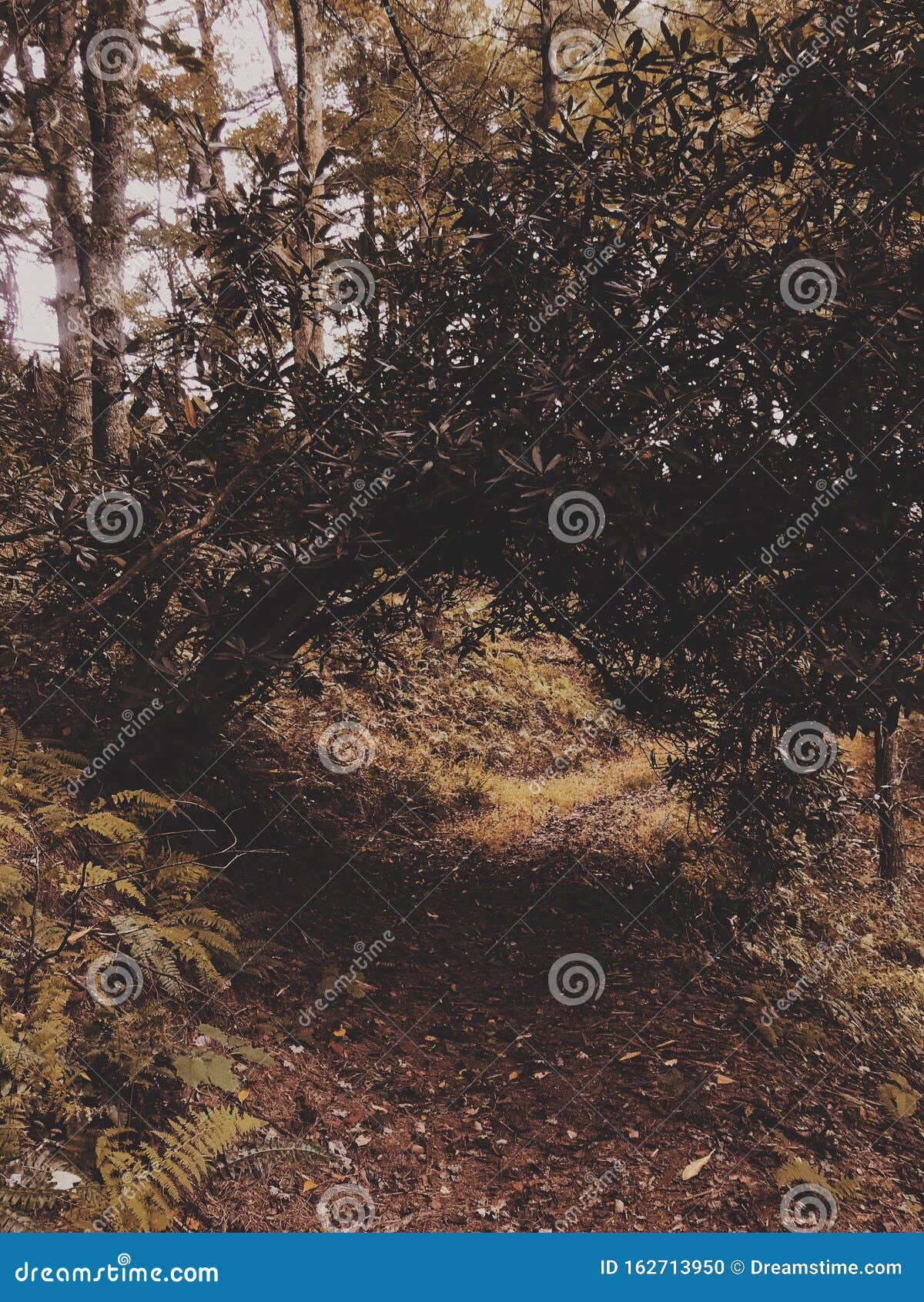 Woods stock photo. Image of nature, parkway, ridge, blue - 162713950