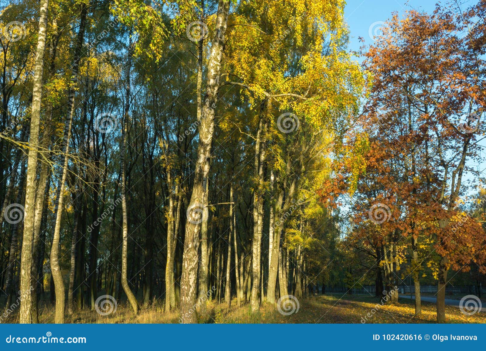 Trees in fall colors stock photo. Image of background - 102420616