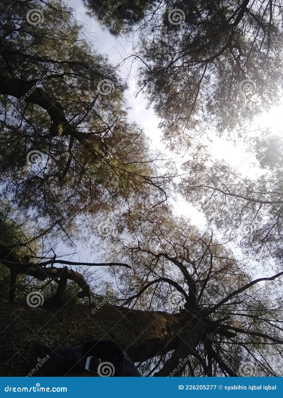 The woods earth stock image. Image of freezing, woodland - 226205277