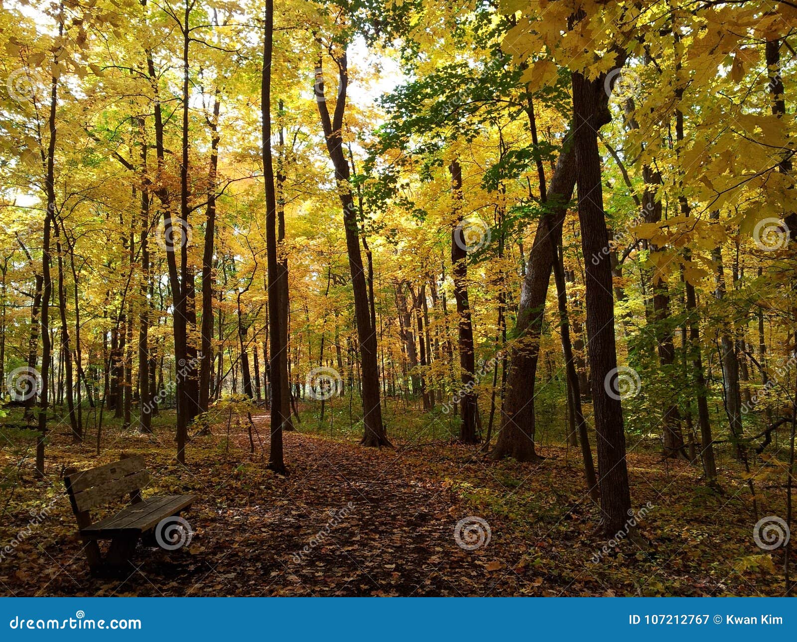 Woods in Fall stock image. Image of autumn, fall, leaves - 107212767