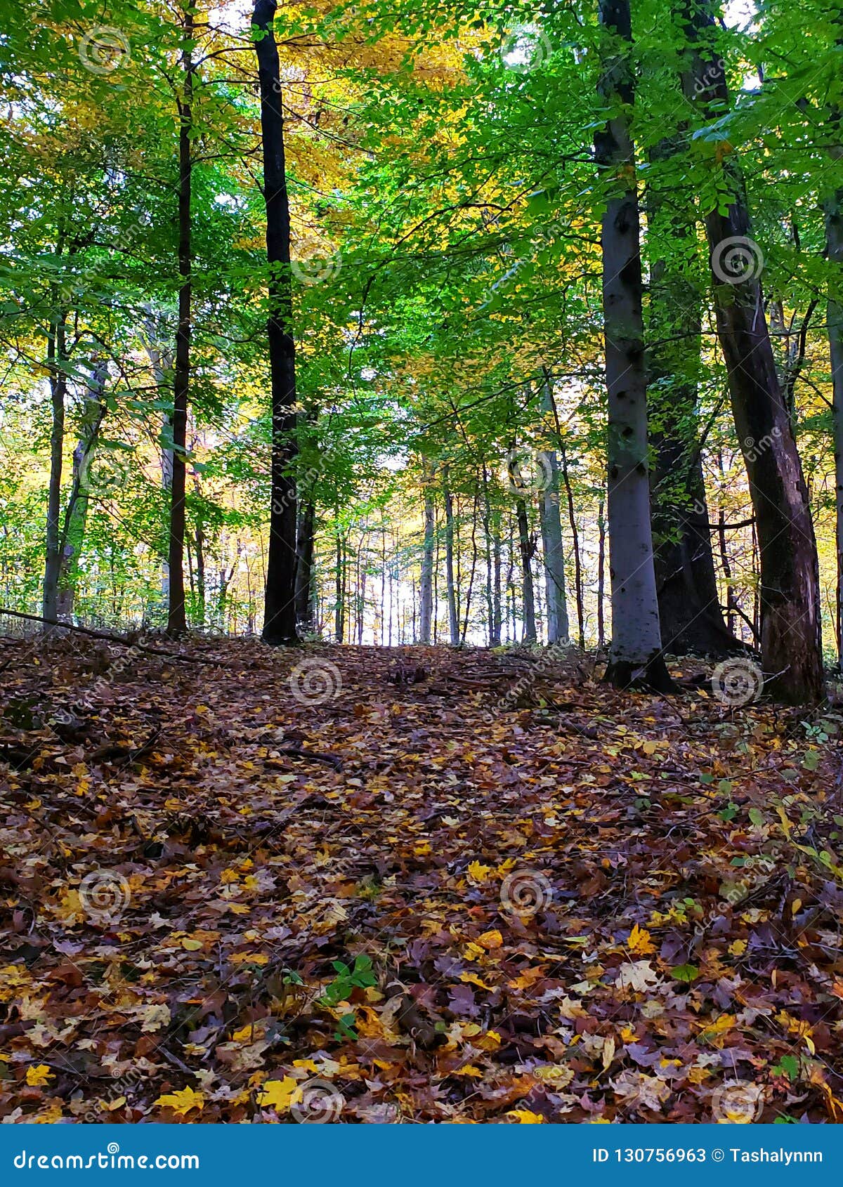 A walk in the woods stock image. Image of peace, walk - 130756963