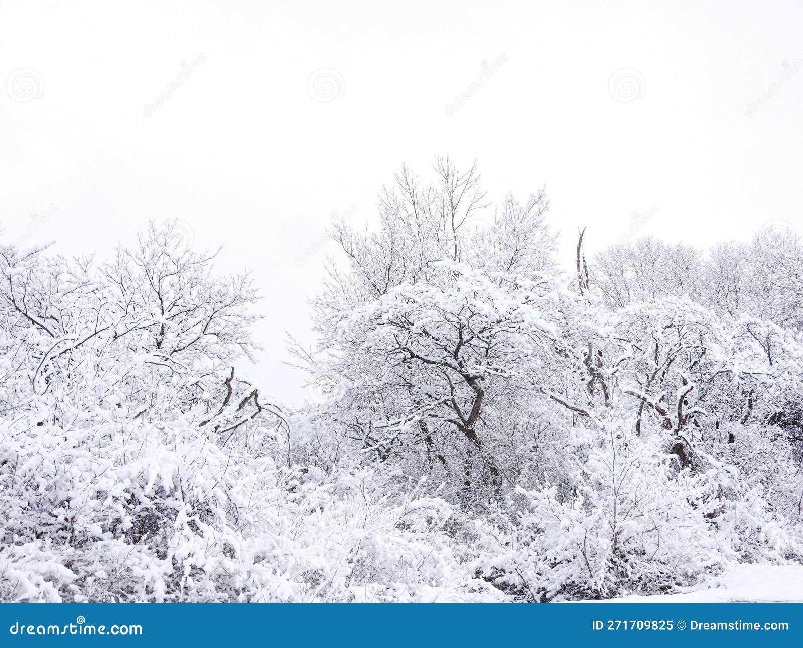 Country Woods and Field Snow Covered after Snowstorm Stock Image ...
