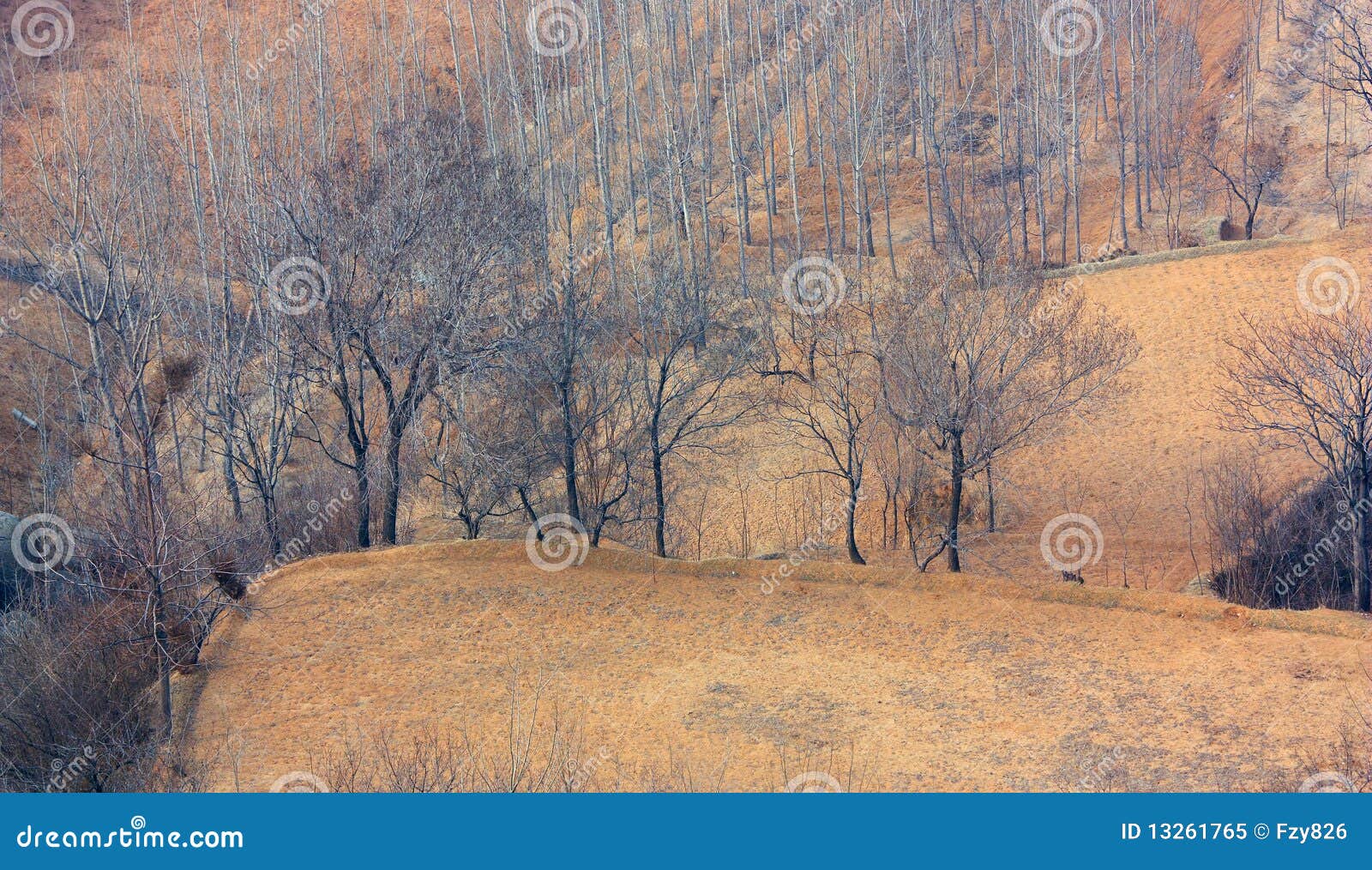 The woods and fields stock image. Image of trees, woods - 13261765