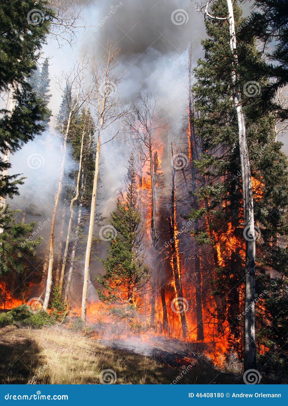 Woods on Fire stock photo. Image of smoke, tree, burning - 46408180