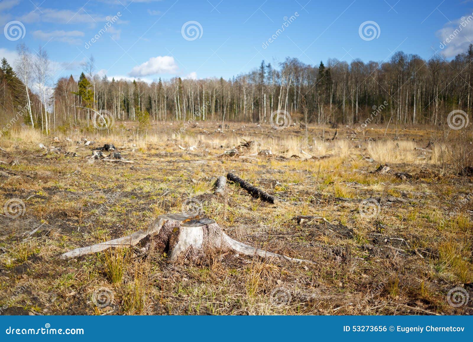 Woods Logging Stump after Deforestation Woods Stock Photo - Image of ...