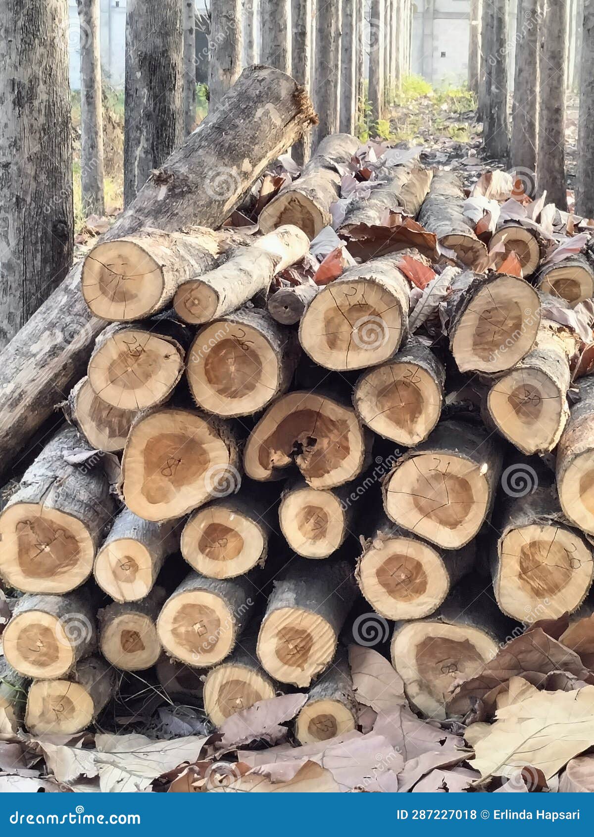 Woods old tress stock photo. Image of woods, autumn - 287227018