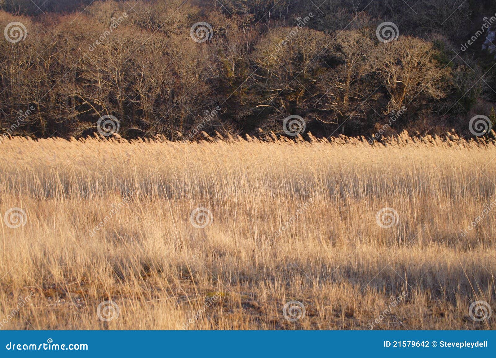 Woods and Reeds in the Morning Sun Stock Photo - Image of woods, sunnt ...