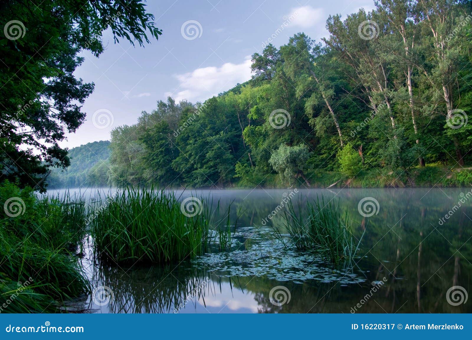 Woods on the river stock image. Image of grass, growth - 16220317