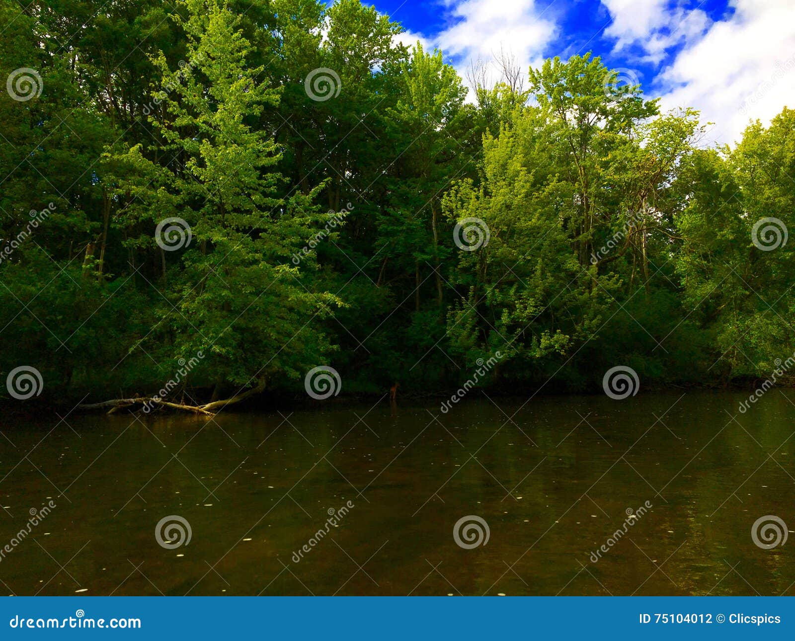 Woods by a River stock photo. Image of white, clear, wild - 75104012
