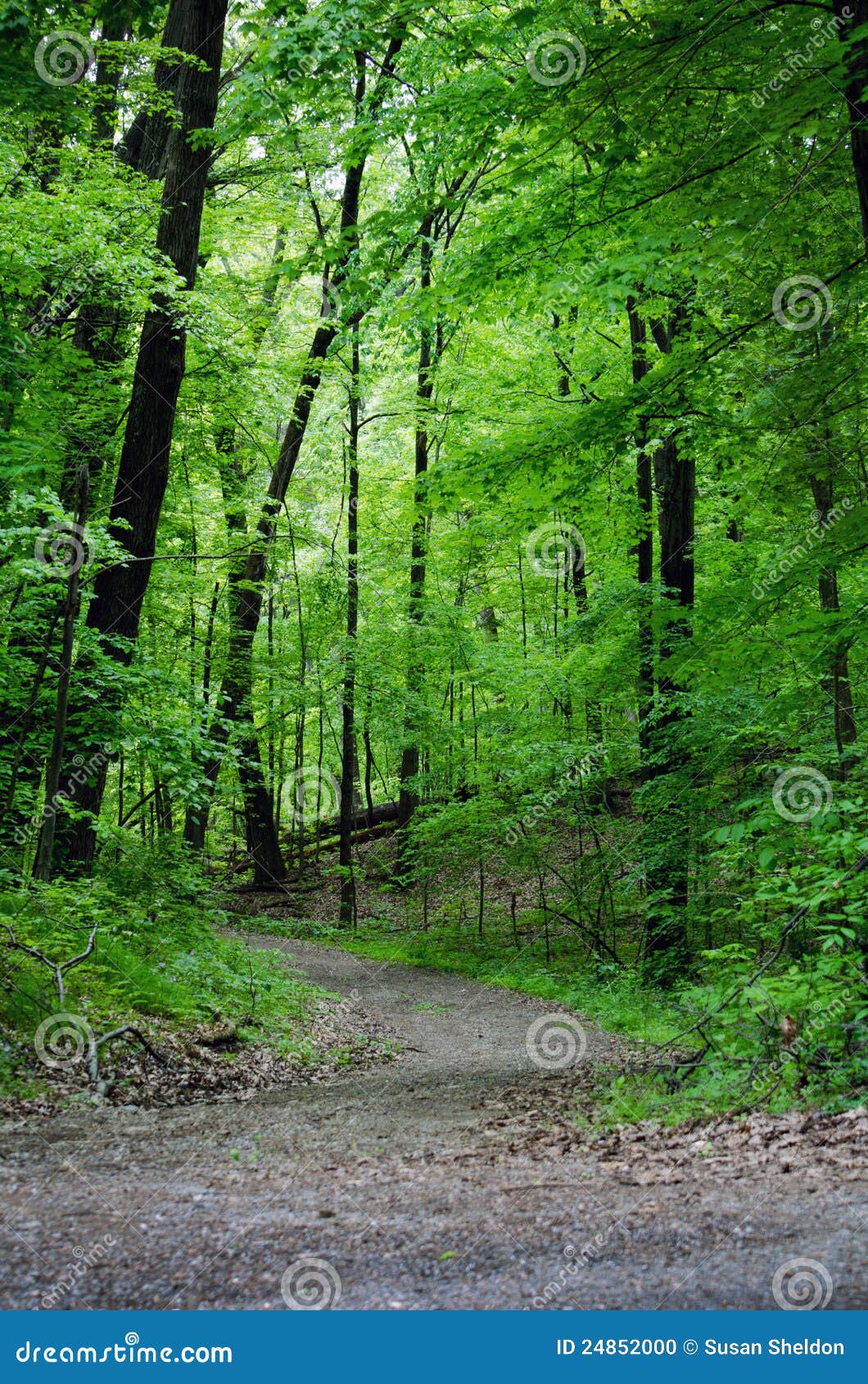 Woods and shady path stock photo. Image of hike, cool - 24852000