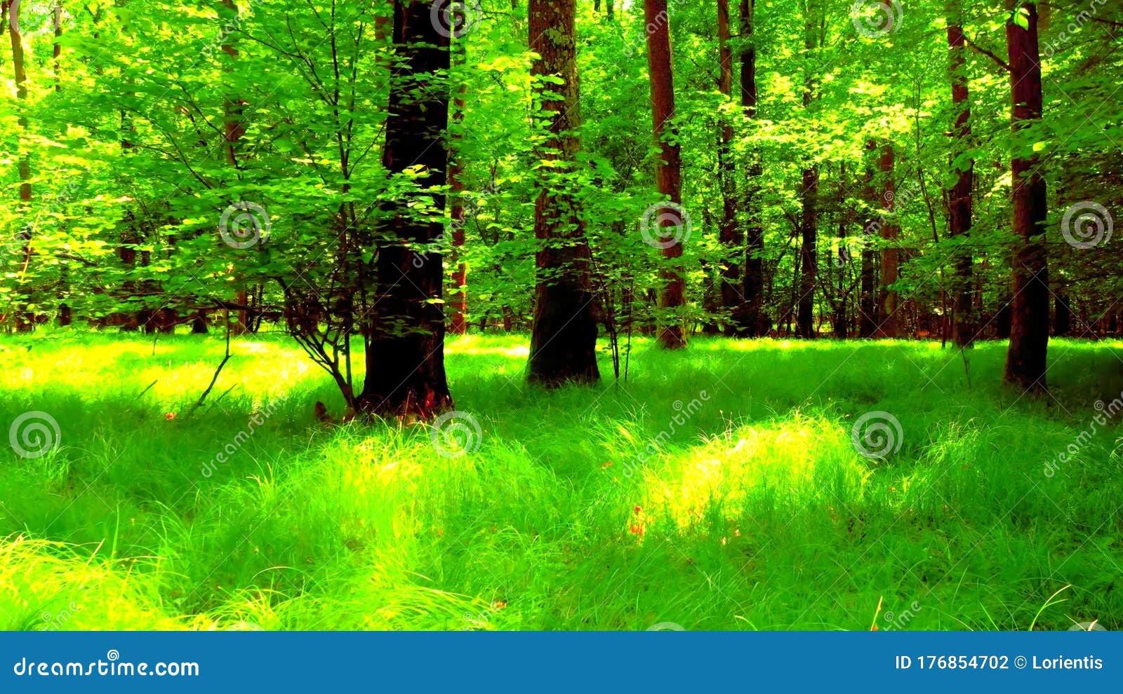 A woods during the spring stock photo. Image of forrest - 176854702