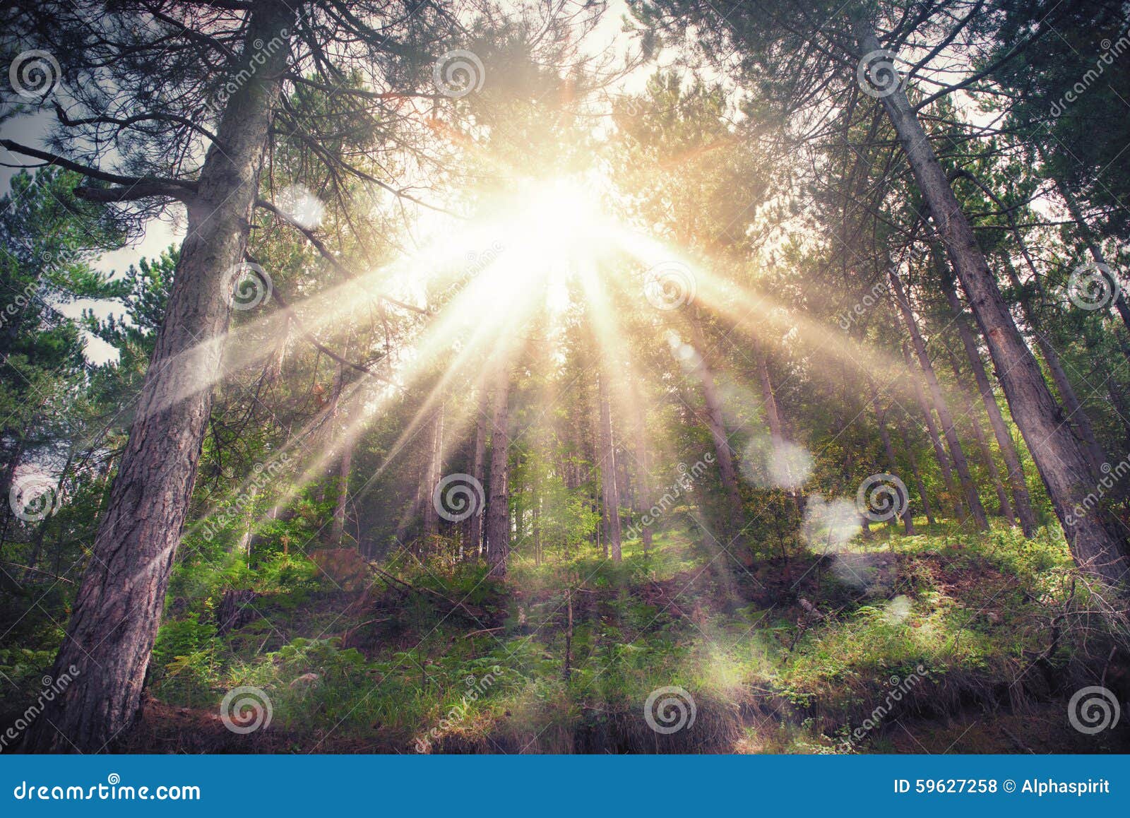 Woods sunlight stock photo. Image of landscape, sunny - 59627258