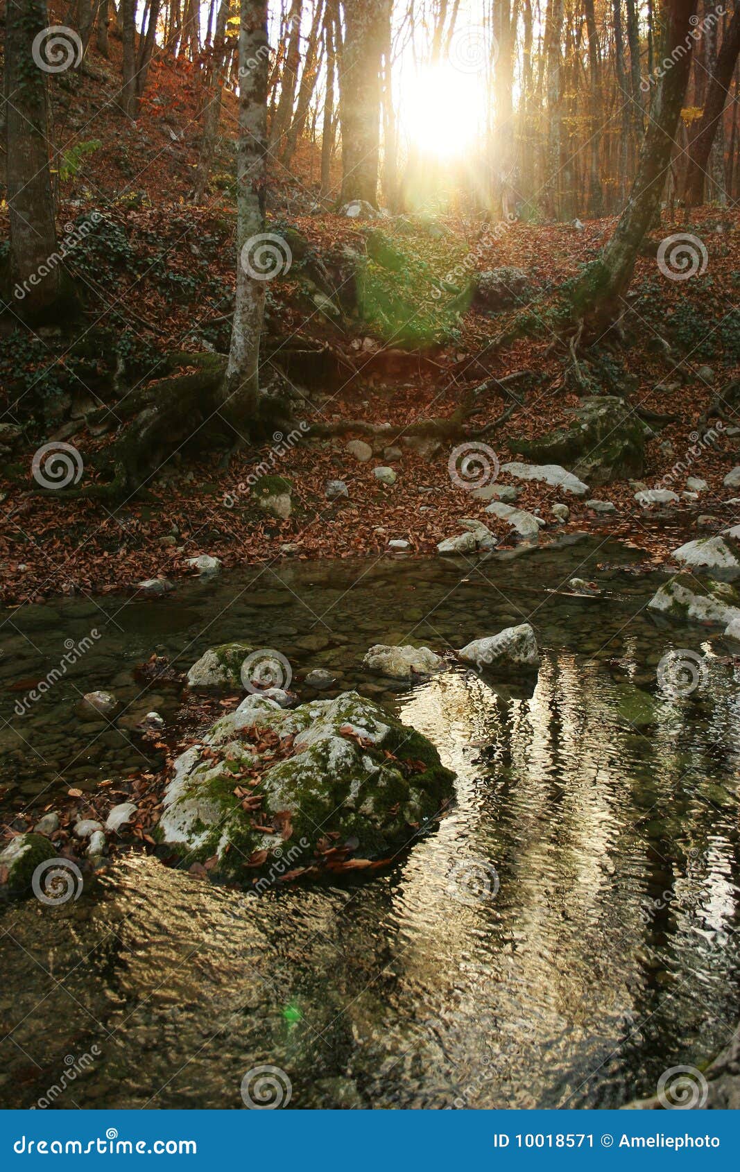 Woods sunset stock image. Image of trees, reflexion, light - 10018571