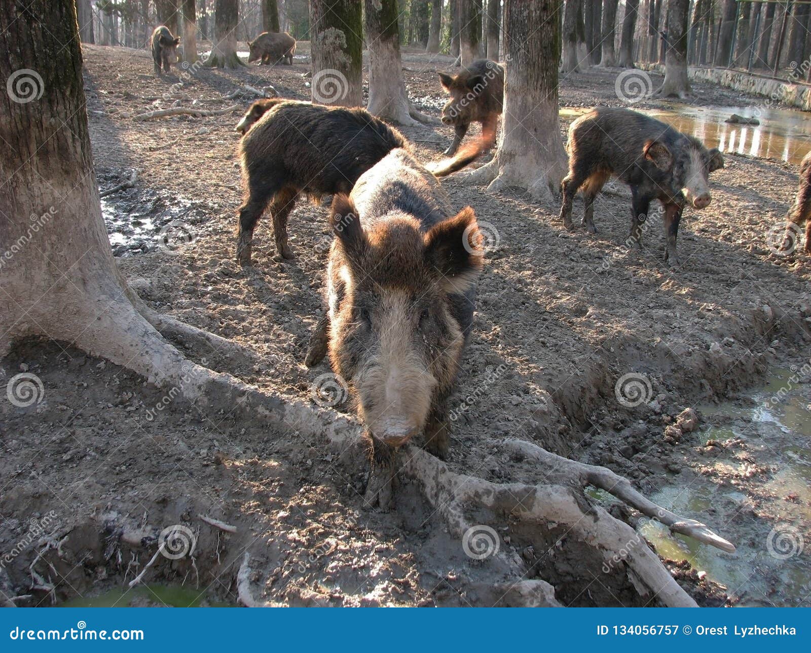 In the Woods among the Trees is a Herd of Wild Boars Stock Image ...