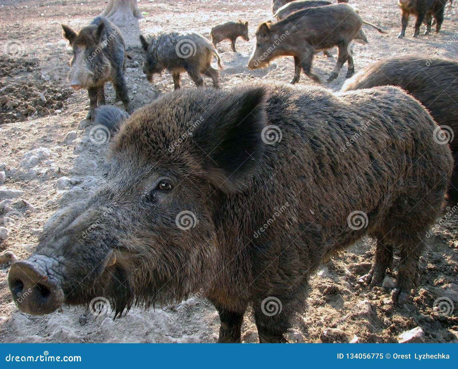 In the Woods among the Trees is a Herd of Wild Boars Stock Image ...
