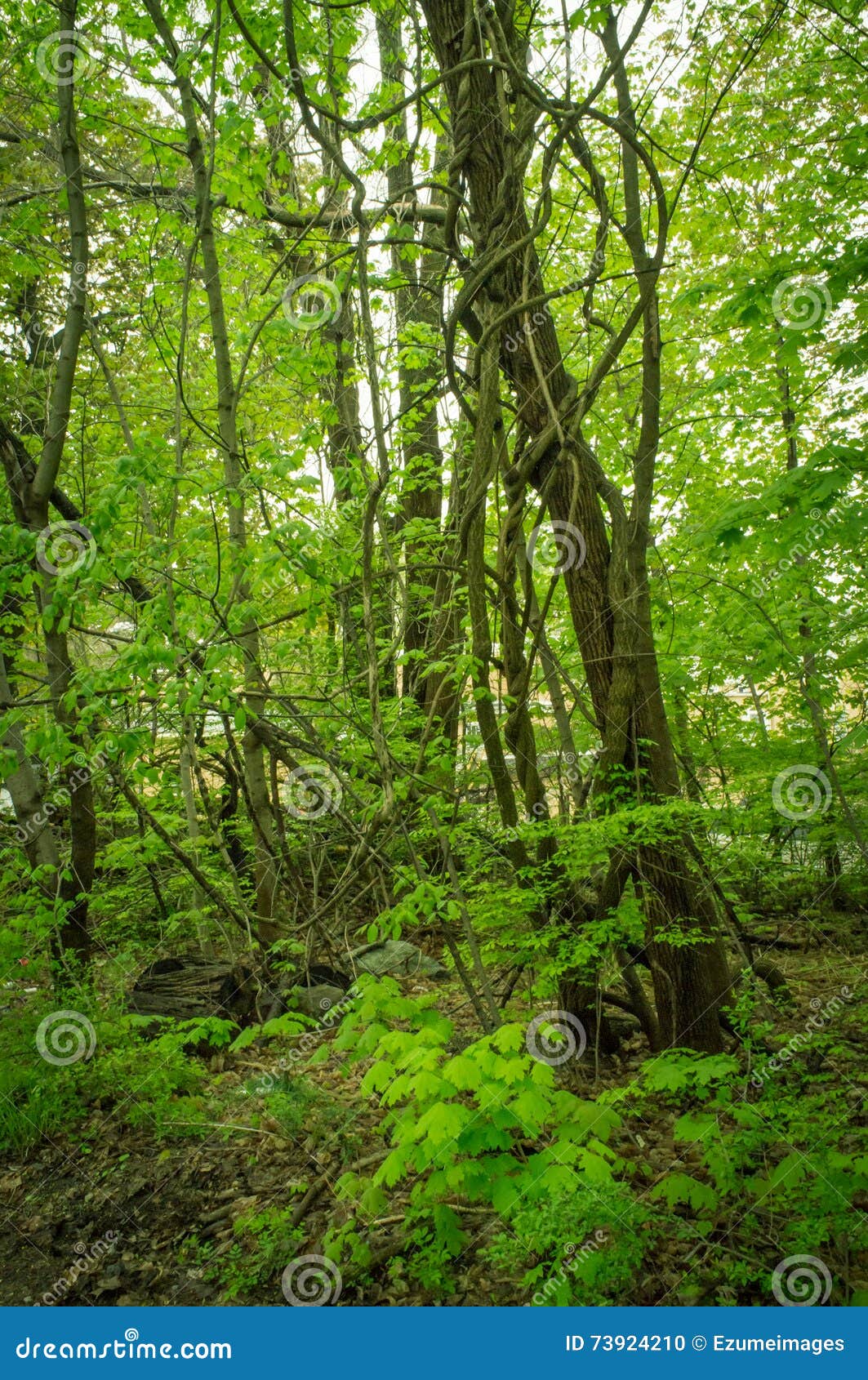 Woods Vines Trees stock photo. Image of growth, springtime - 73924210