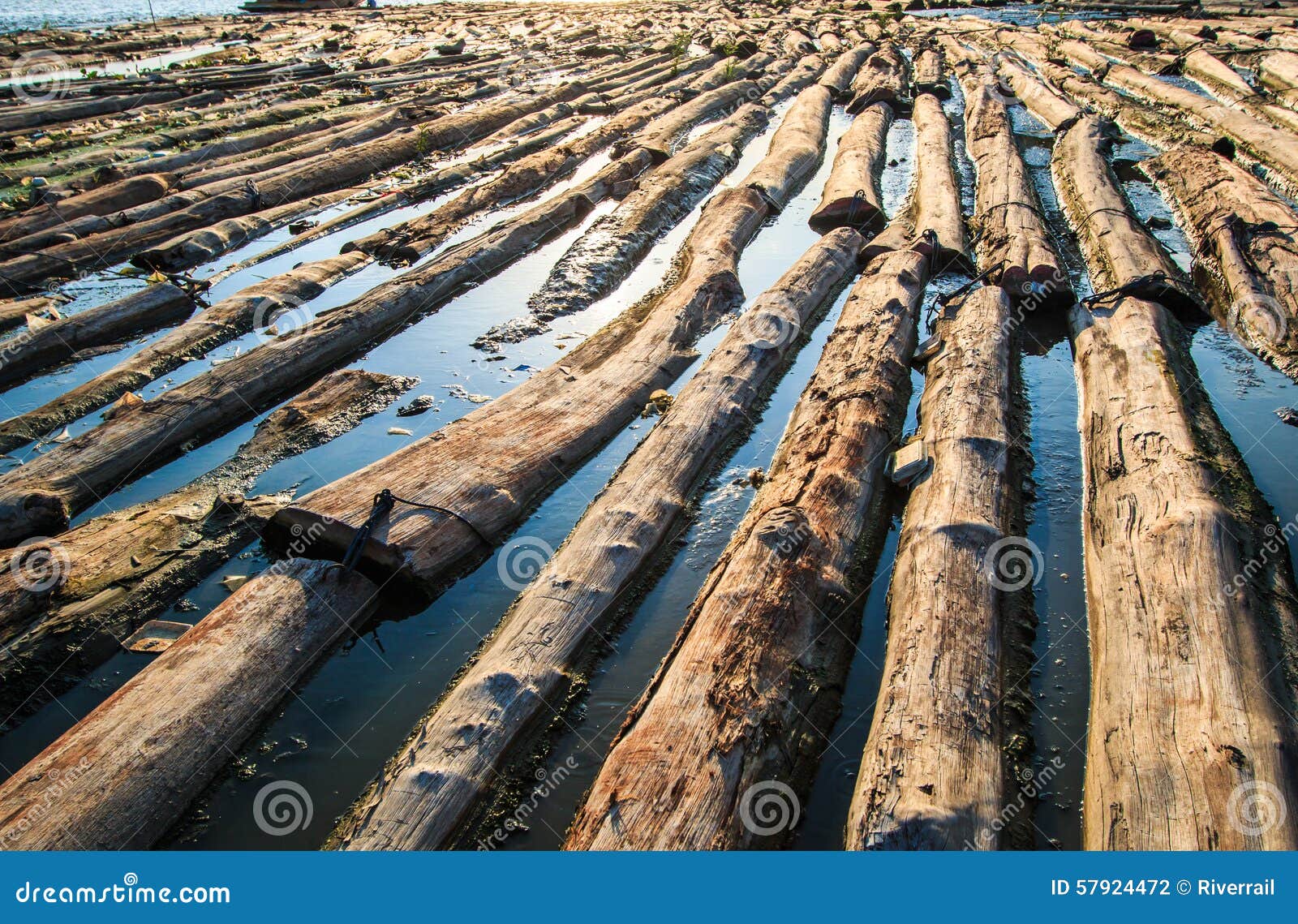 Woods in the water stock photo. Image of forestry, port - 57924472