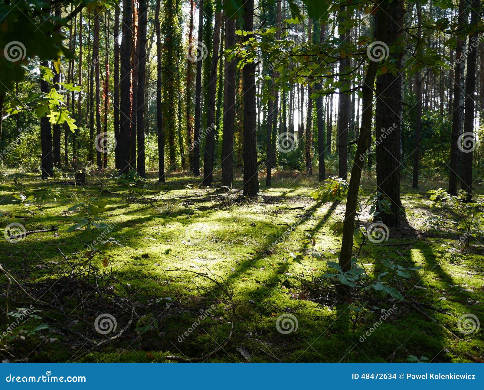 Woods stock photo. Image of wallpaper, summer, woods - 48472634