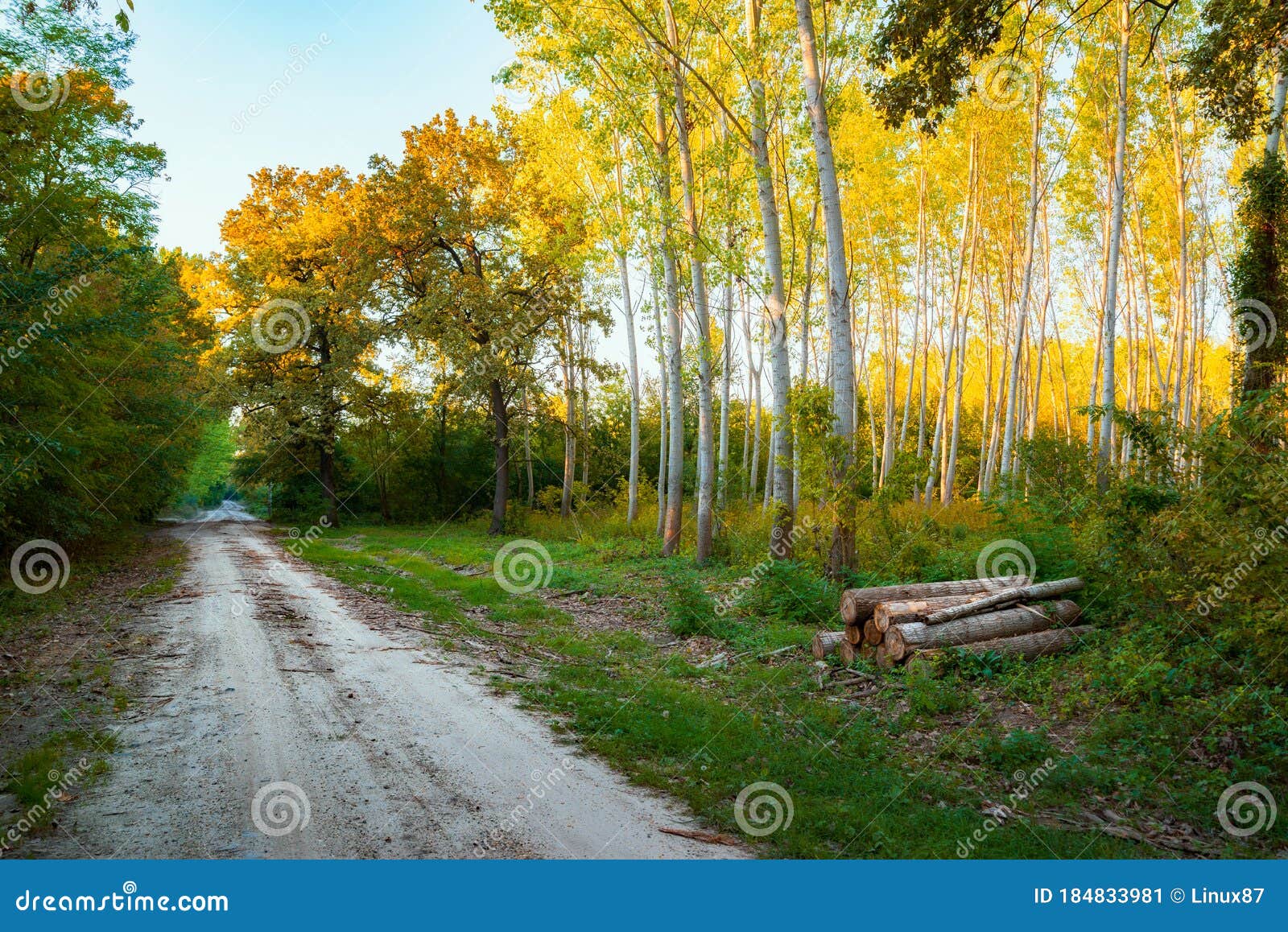 Dirt road in autumn forest stock image. Image of industrial - 184833981