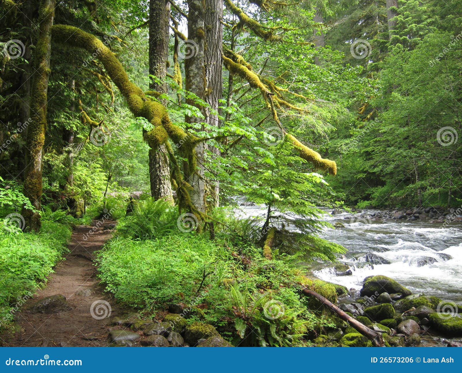 Woodsy Path by river stock photo. Image of silent, plants - 26573206